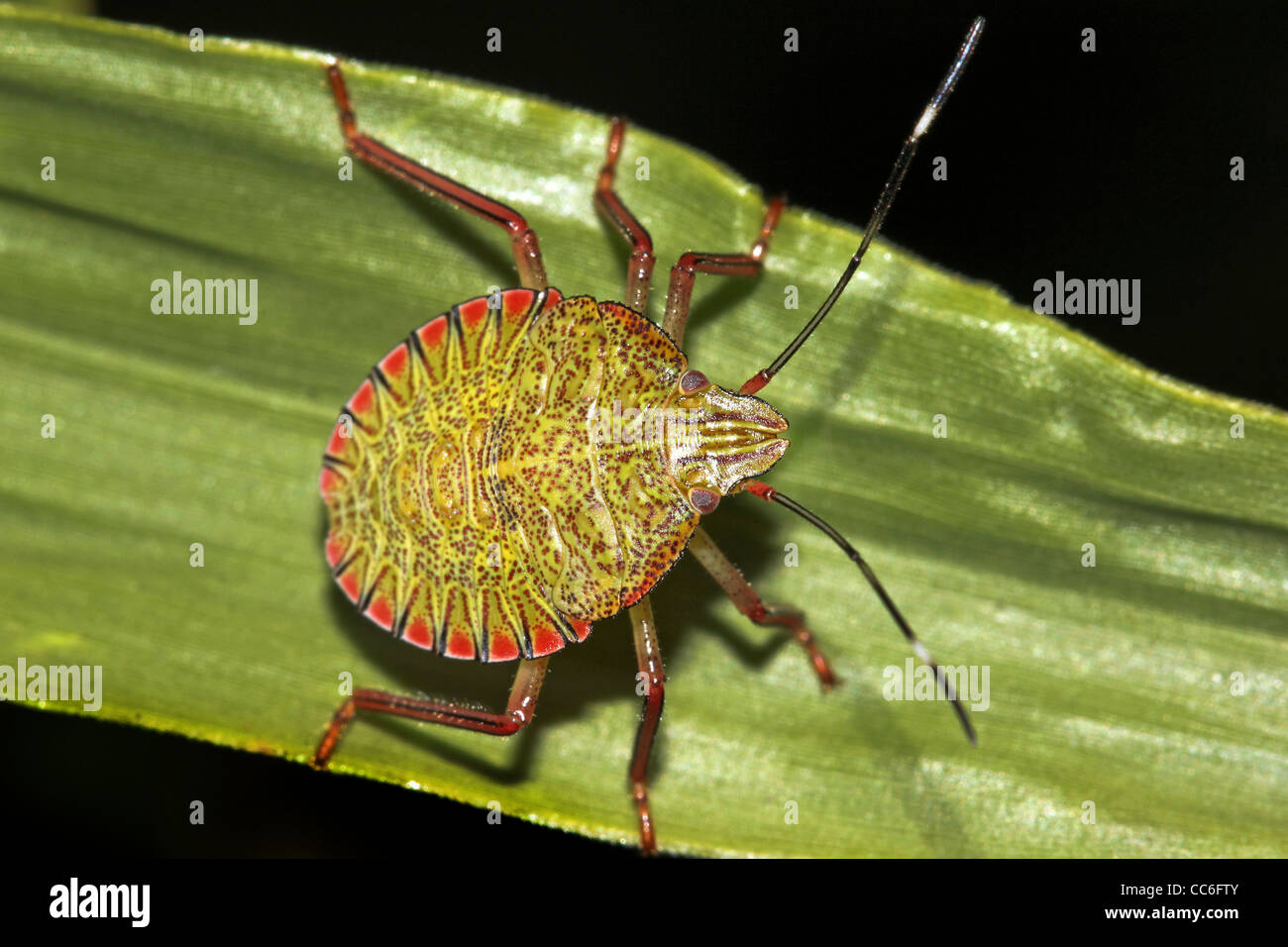 Amazon insect hi-res stock photography and images - Alamy