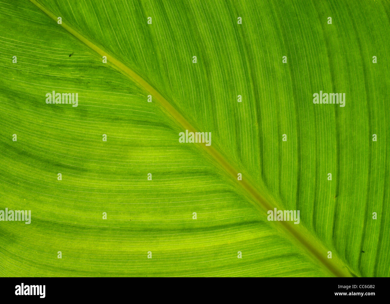 Green leaf for background. Green natural texture Stock Photo - Alamy