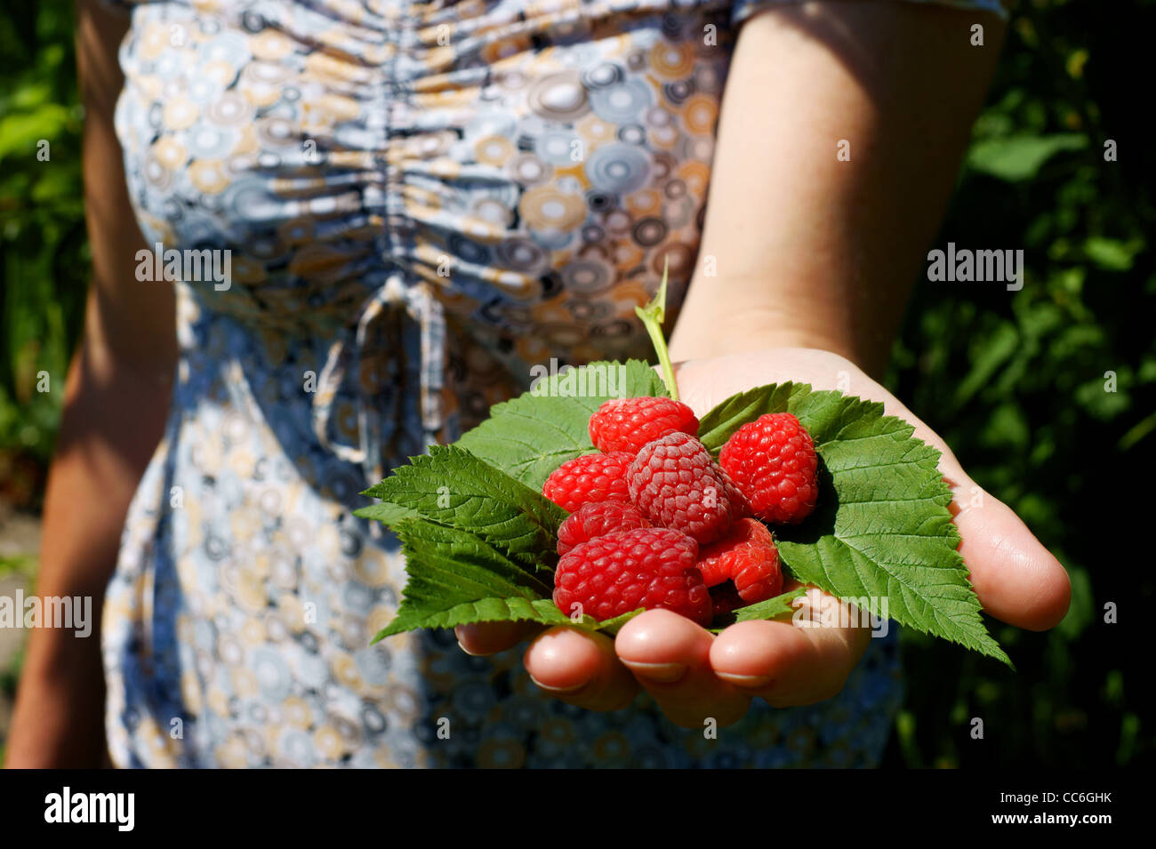 Forest raspberry on the woman hand. Green background Stock Photo - Alamy