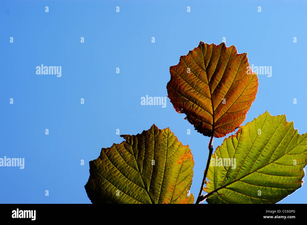 leaf of hazel on the blue sky background Stock Photo - Alamy