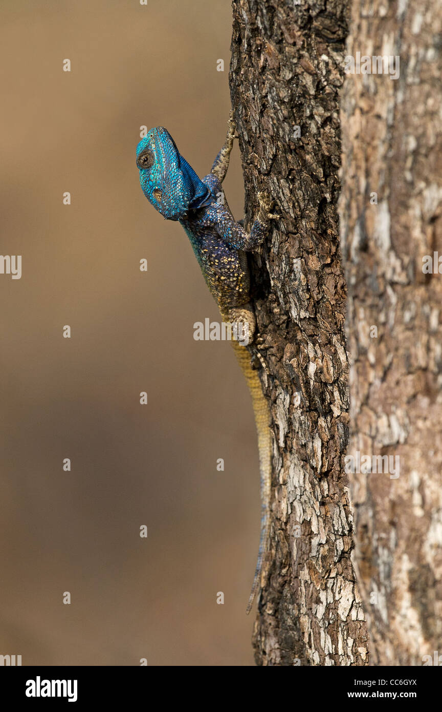 A Tree Agama lizard climbing a tree Stock Photo - Alamy