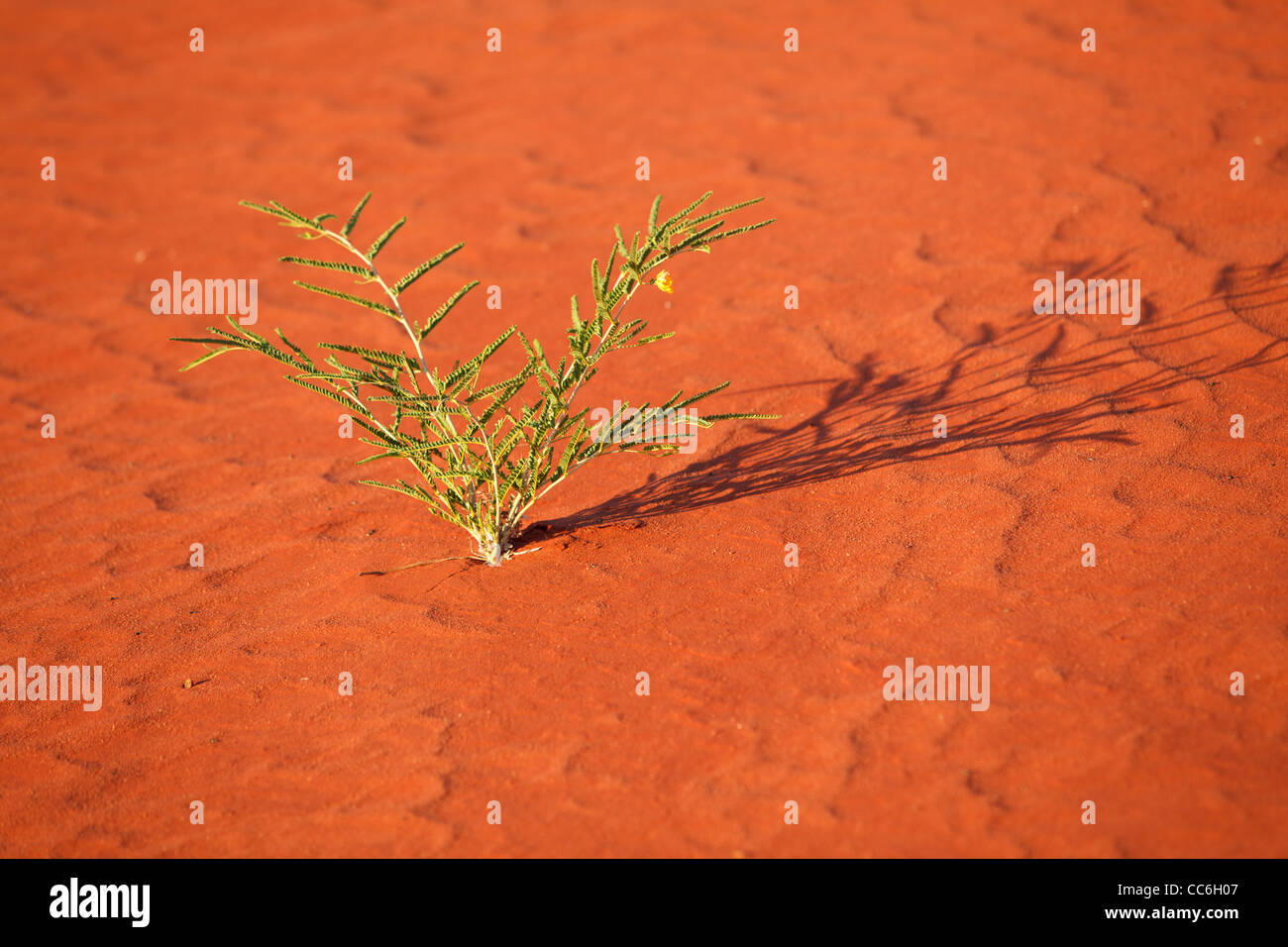 Plant in red dry sand Stock Photo - Alamy