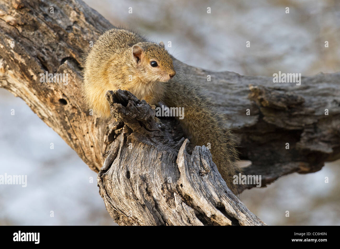 A South African Tree squirrel Stock Photo - Alamy
