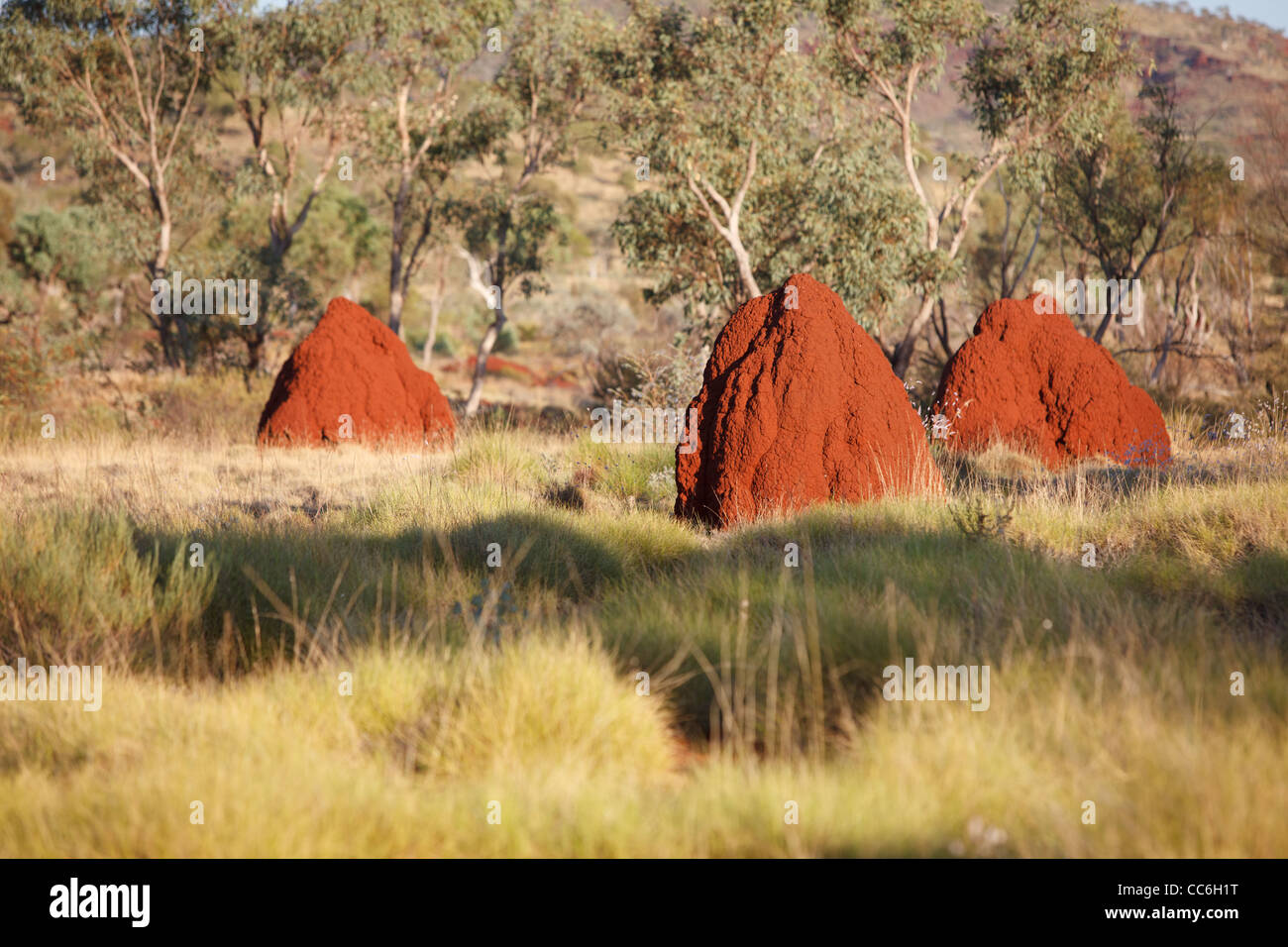 Anthill australia hi-res stock photography and images - Alamy
