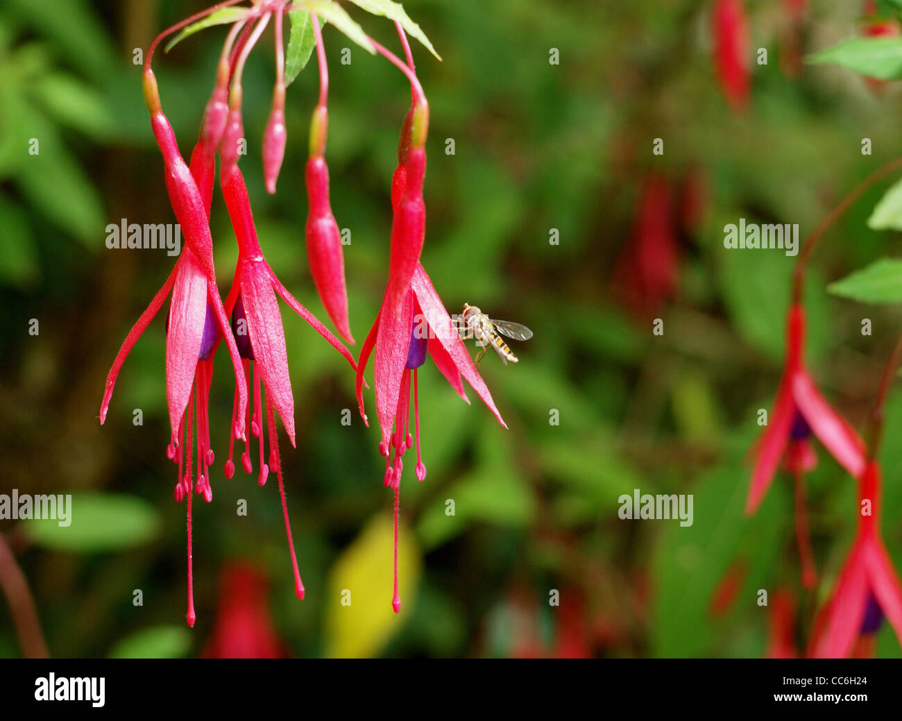 fuchsias with wasp Stock Photo - Alamy