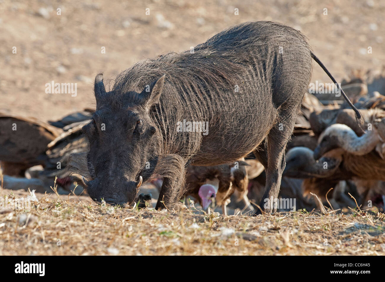 Feeding on carrion hi-res stock photography and images - Alamy
