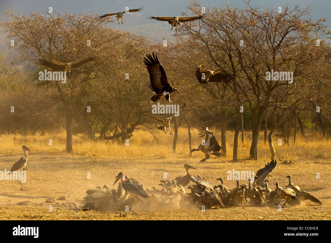 White-backed Vultures feeding Stock Photo - Alamy