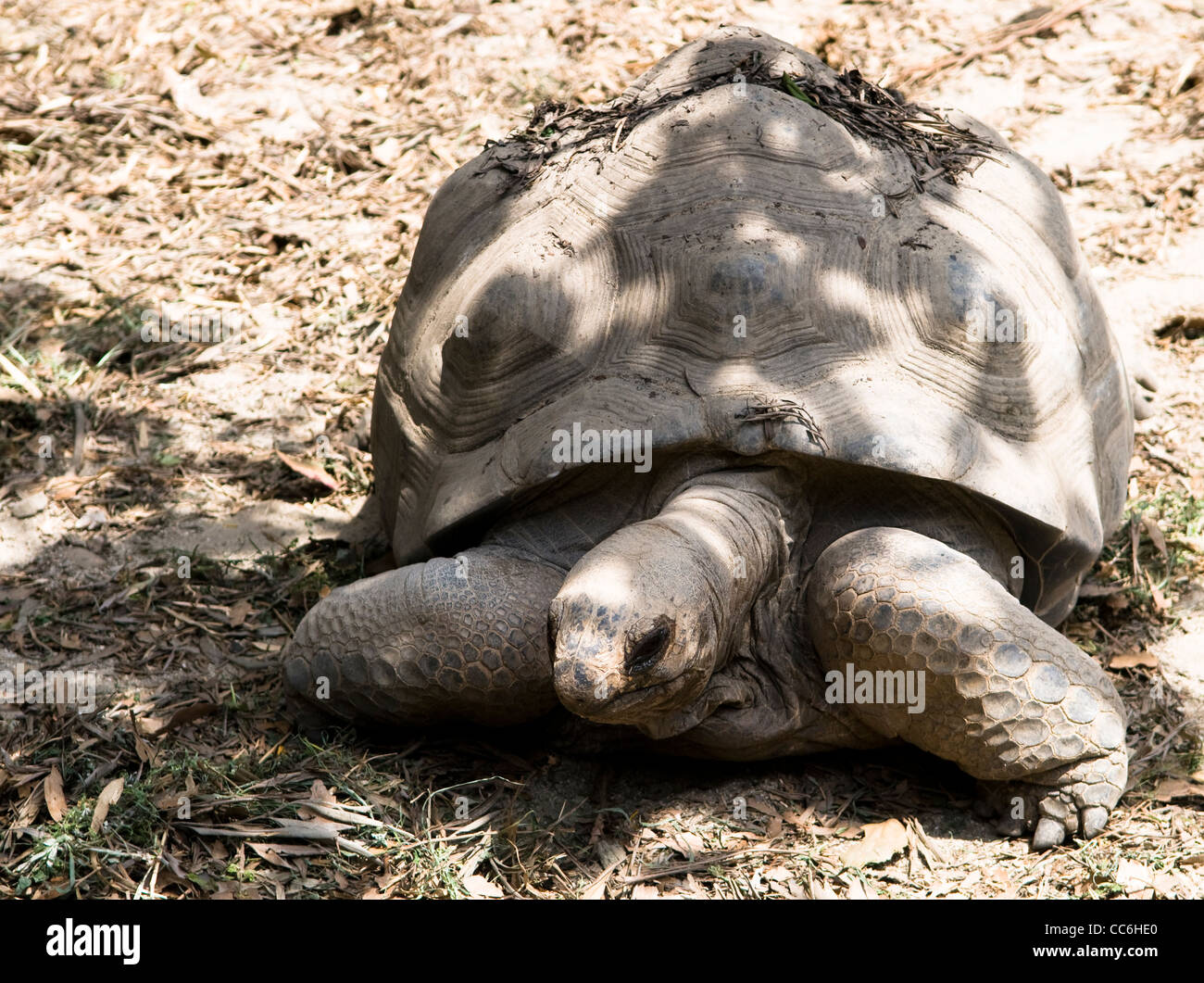A big tortoise Stock Photo - Alamy