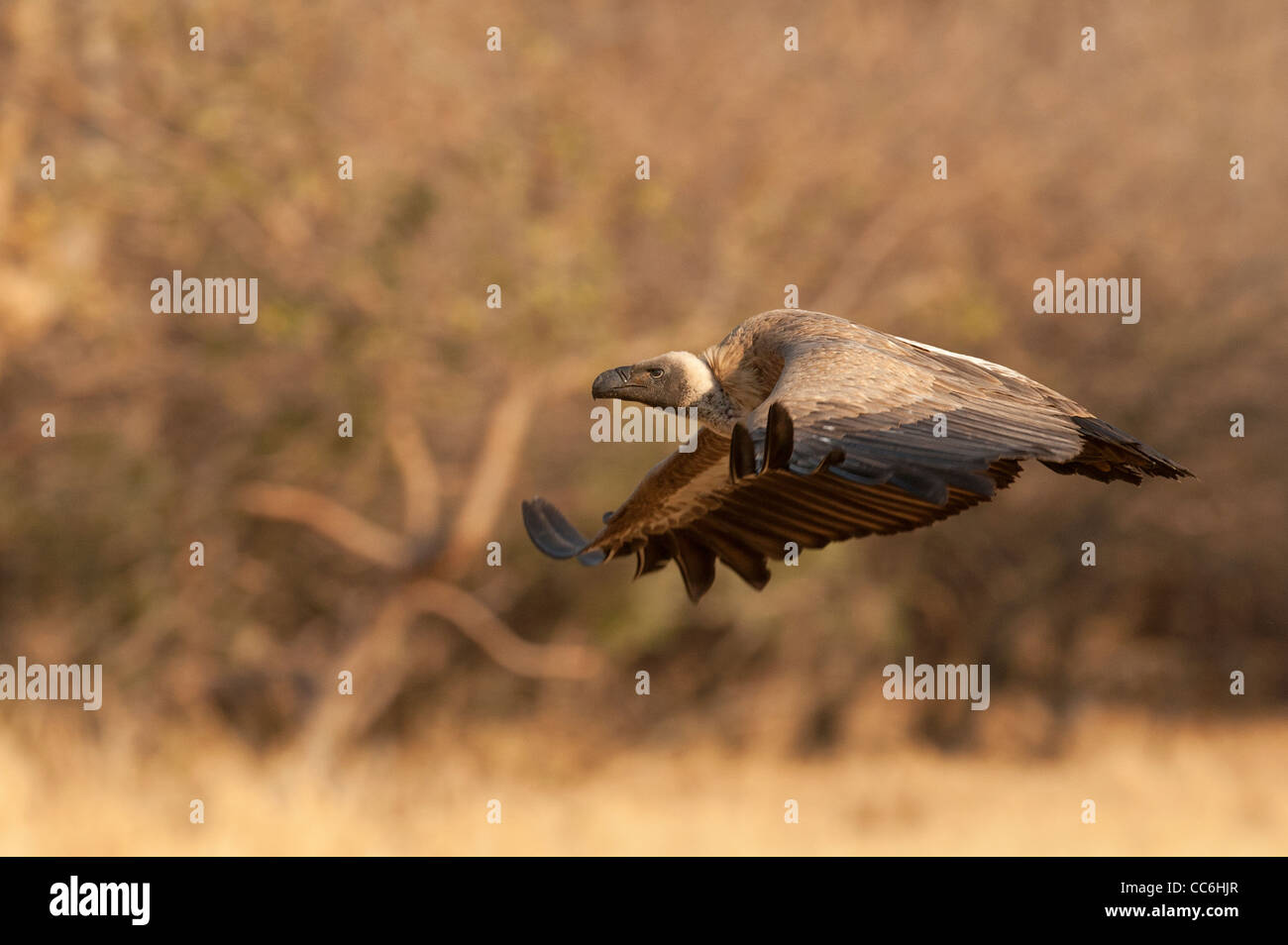 A White-backed Vulture flying Stock Photo - Alamy
