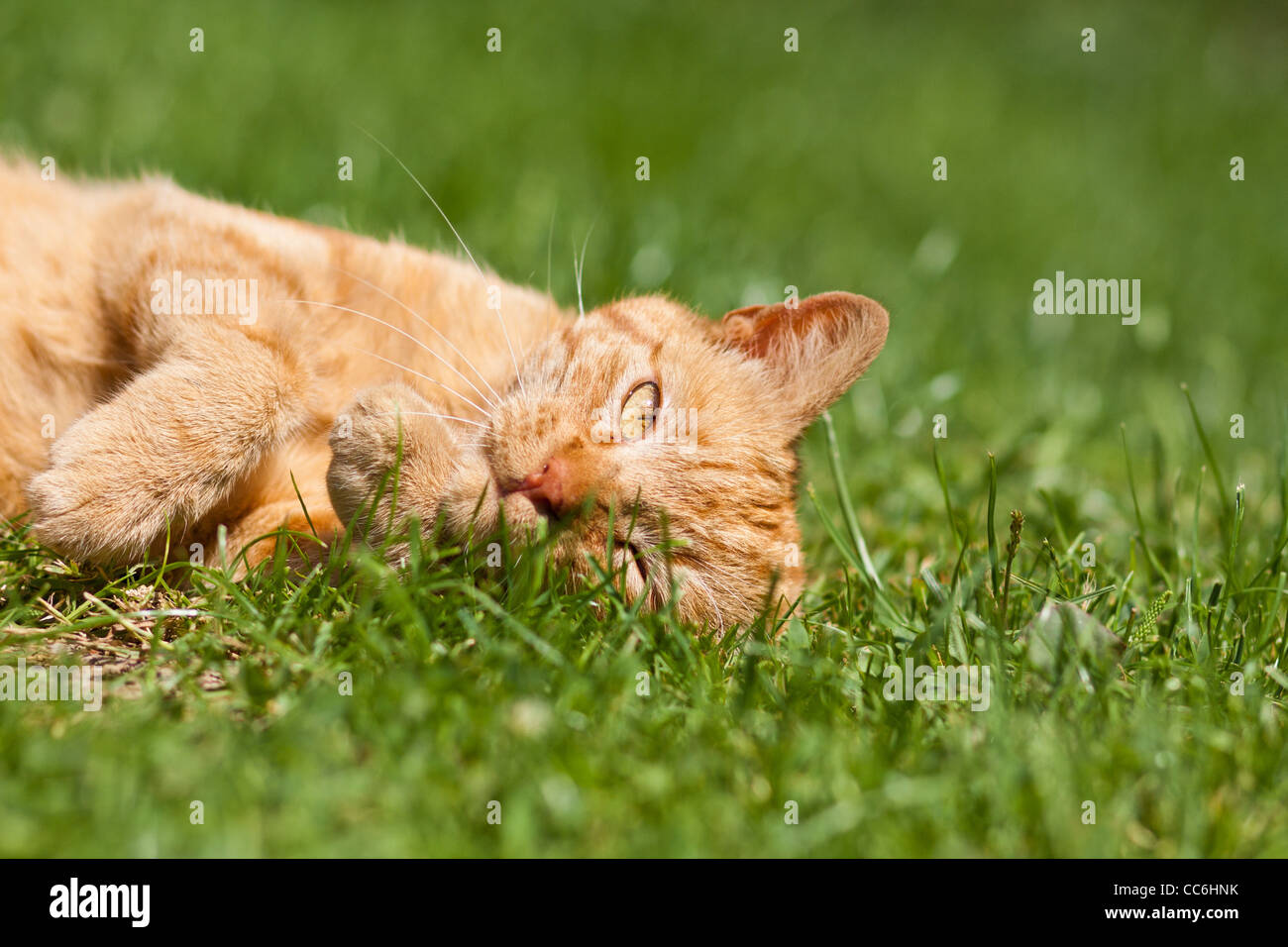 the ginger cat on grass Stock Photo - Alamy
