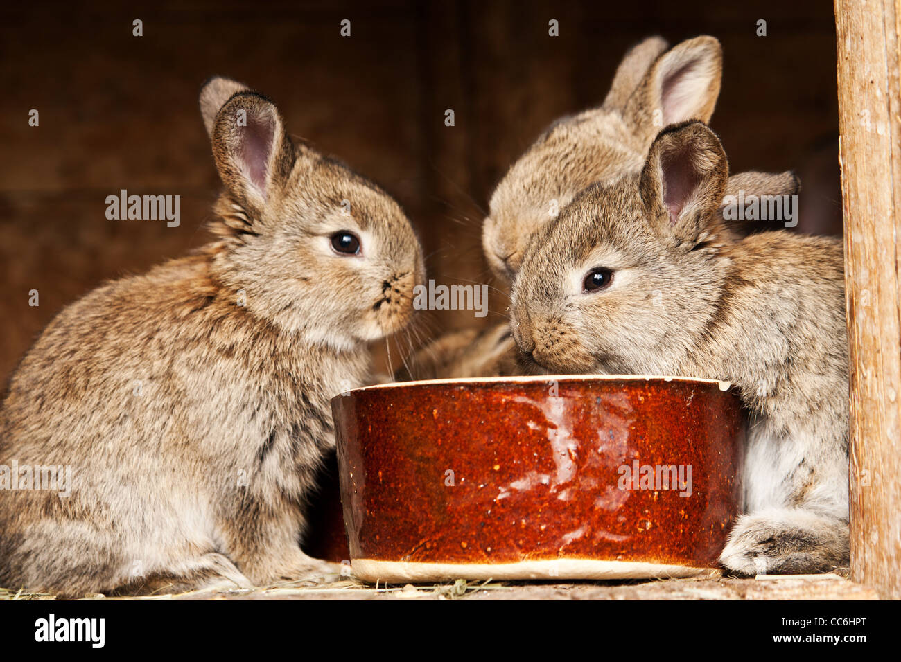 small brown rabbits with food Stock Photo - Alamy
