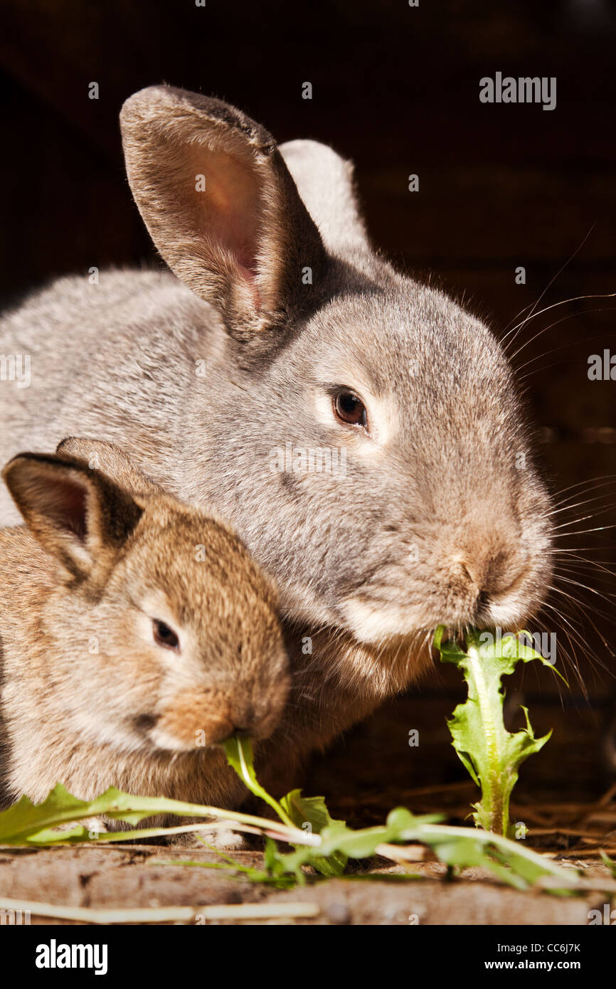 Rabbit and baby hi-res stock photography and images - Alamy