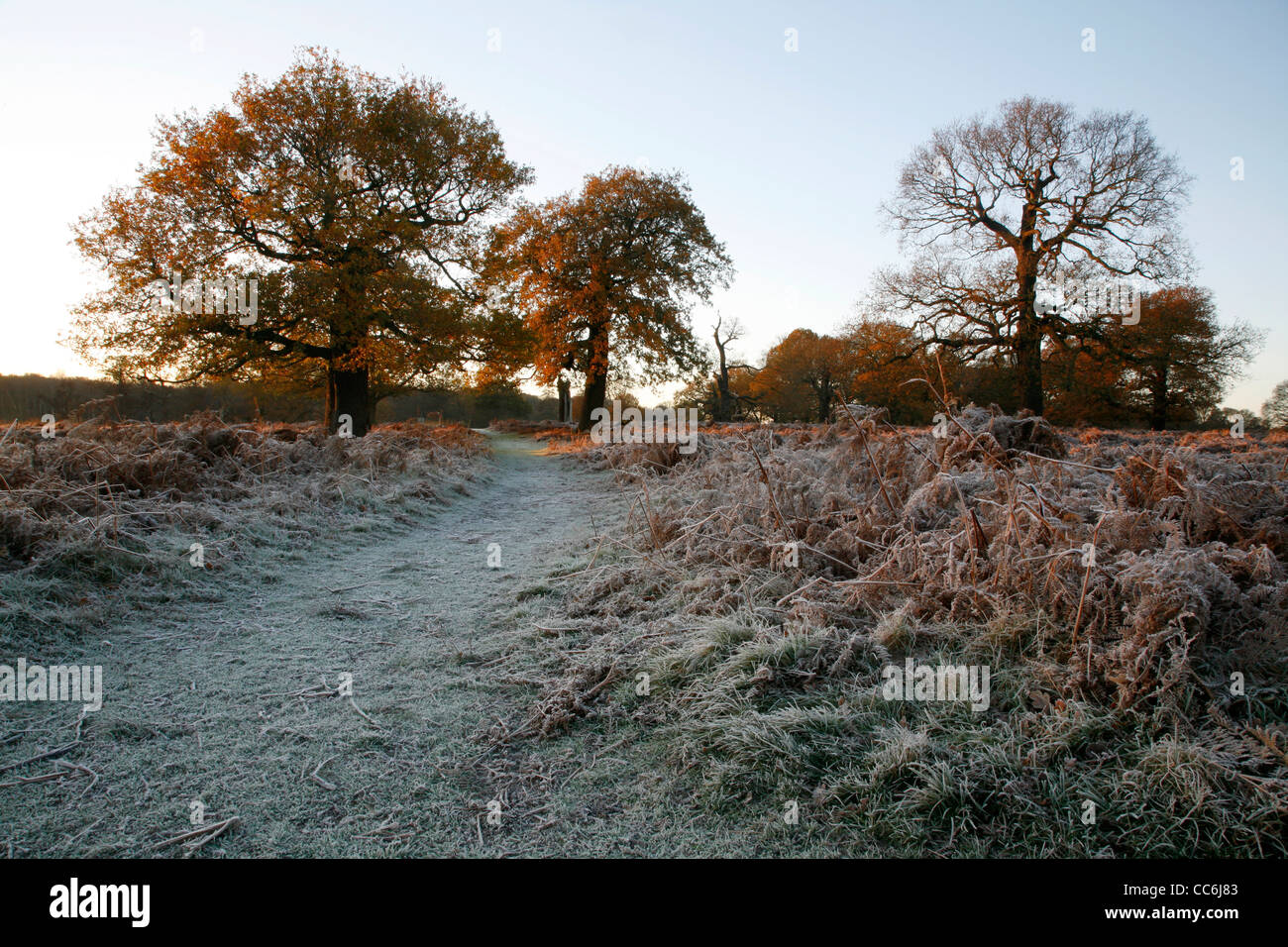 Frosty path in the middle of Richmond Park, London, UK Stock Photo - Alamy