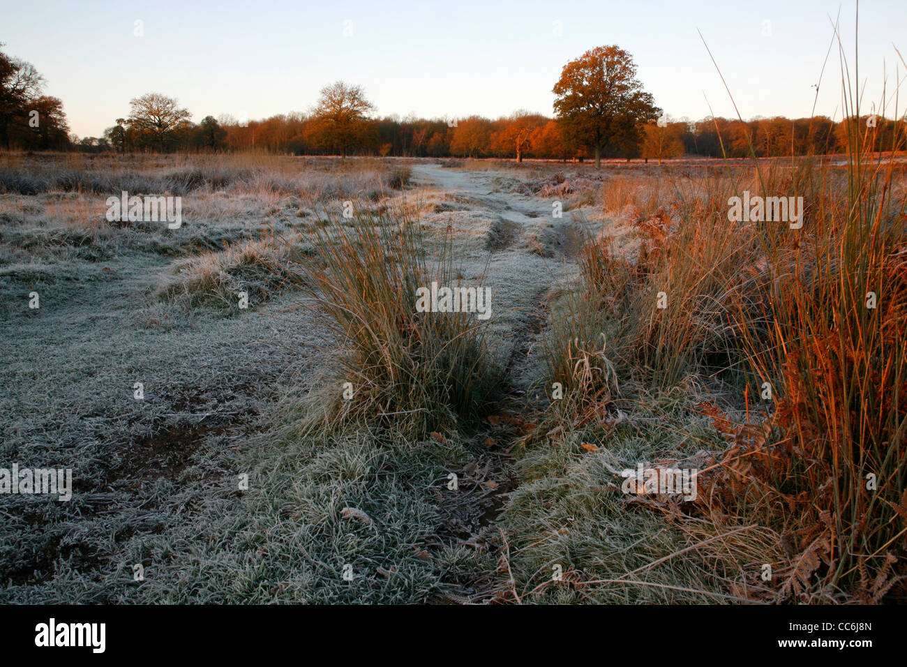 Frosty path in the middle of Richmond Park, London, UK Stock Photo - Alamy