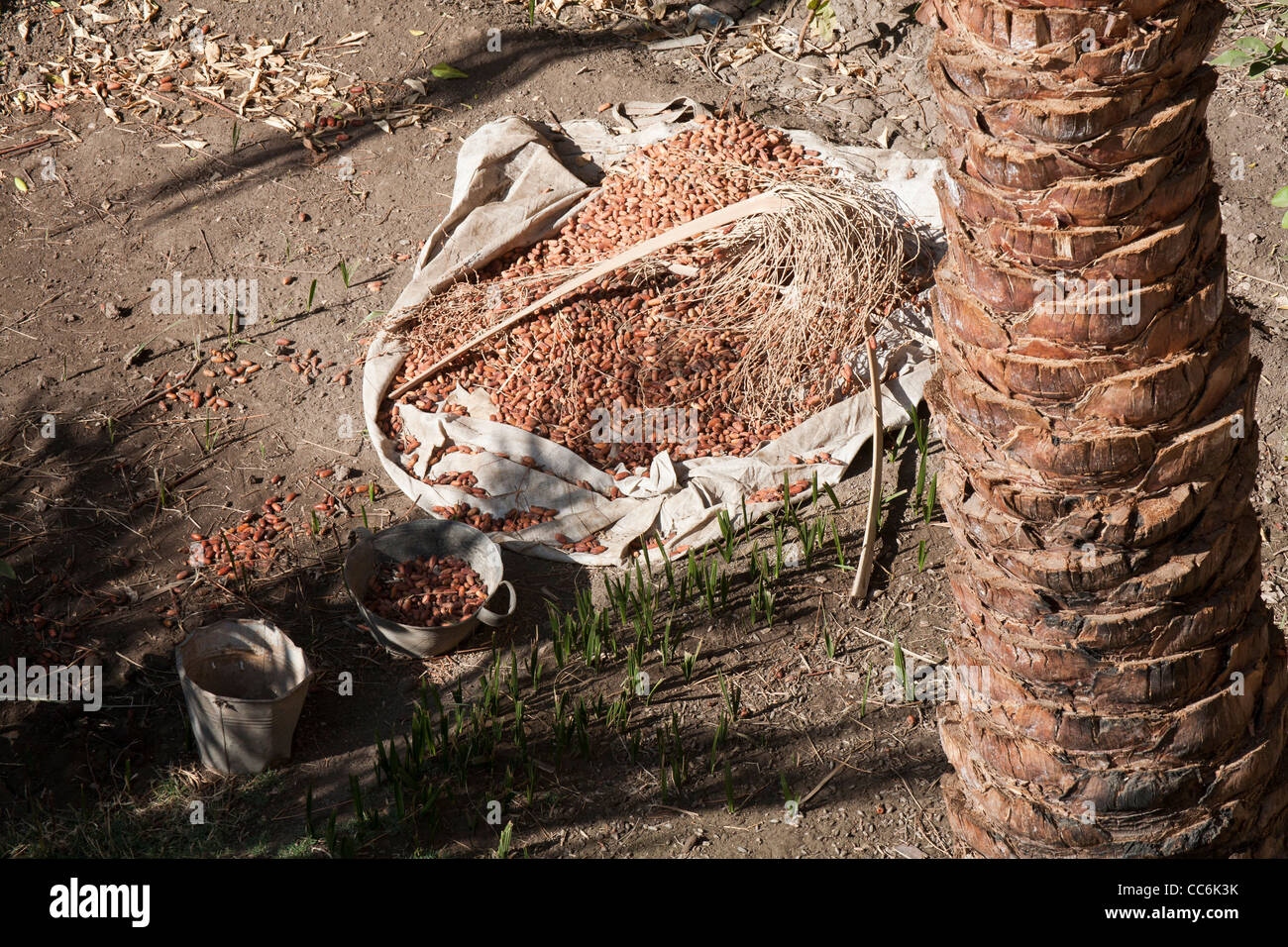 Dates drying in the sun in a garden in Luxor Egypt Stock Photo - Alamy
