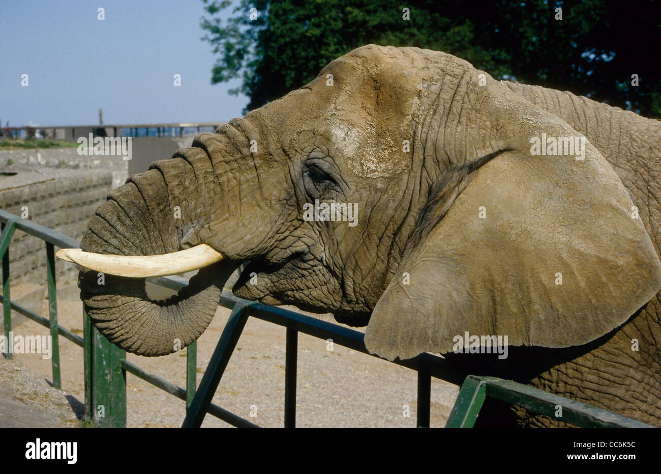 Elephant zoo uk hi-res stock photography and images - Alamy