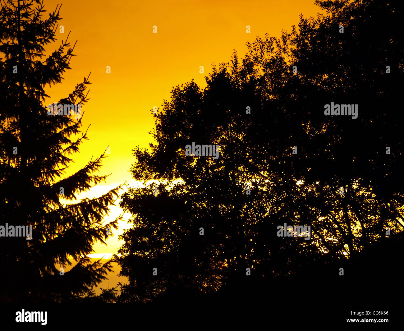 sunset behind trees / Sonnenuntergang hinter Bäumen Stock Photo - Alamy