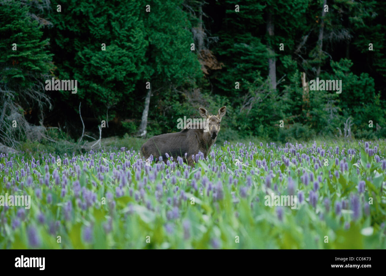 Algonquin provincial park moose hi-res stock photography and images - Alamy