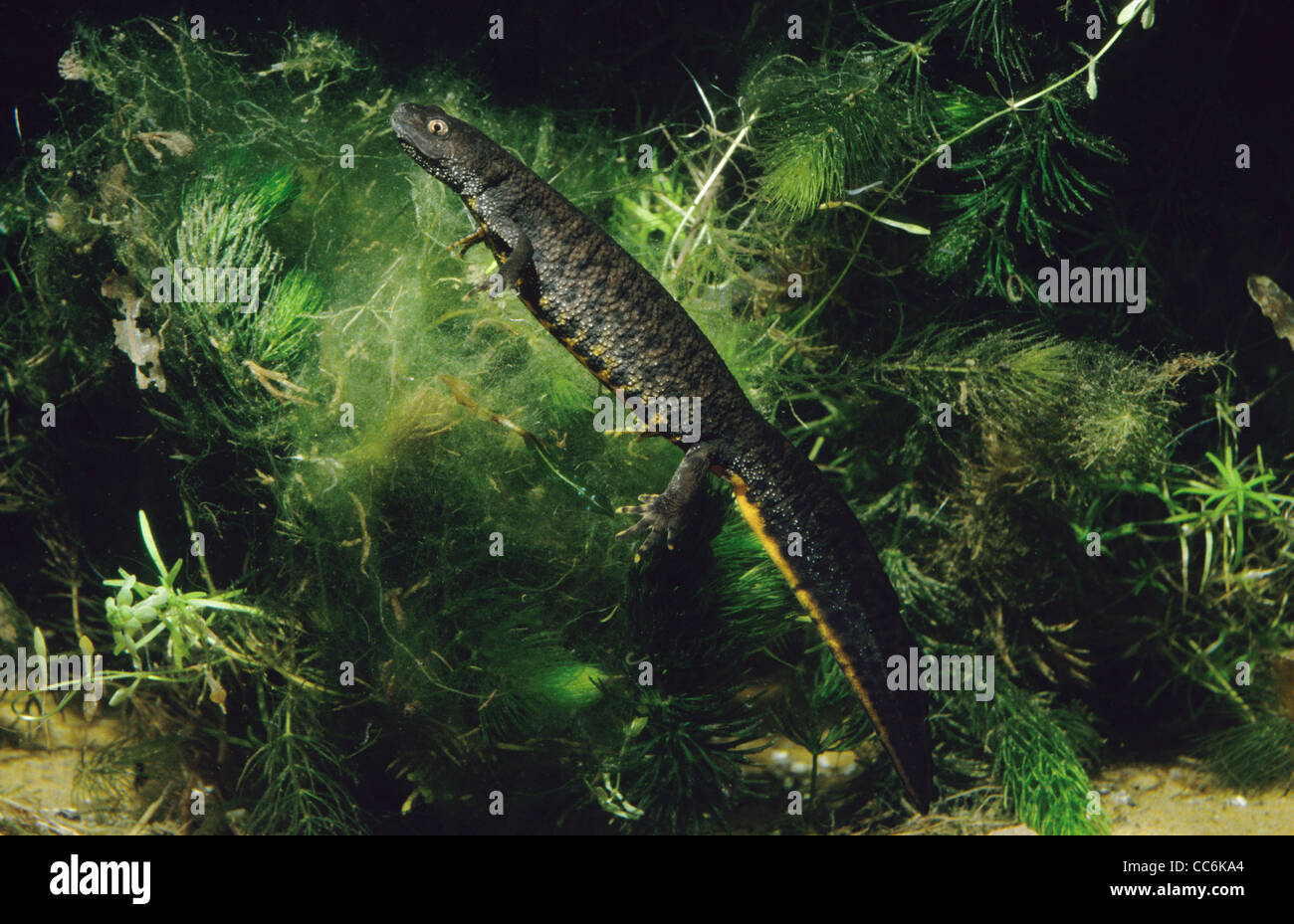 Warty newt hi-res stock photography and images - Alamy