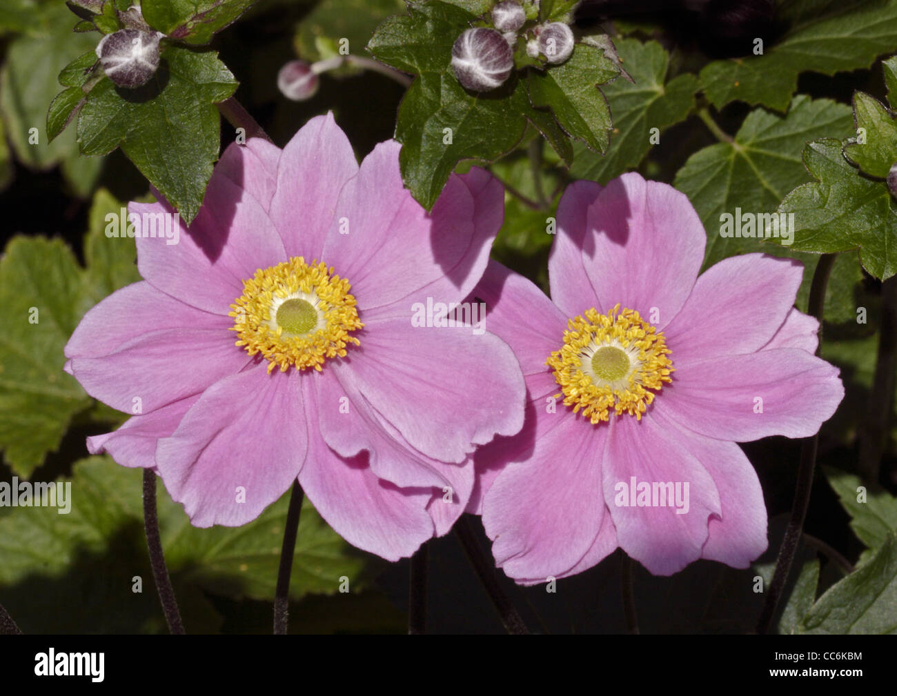 Pink Anemone Japonica (Japanese Anemones Stock Photo - Alamy