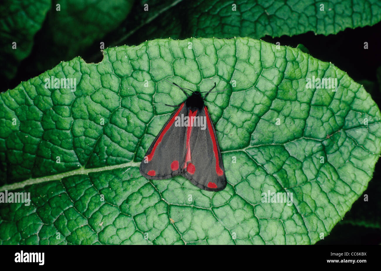 Cinnabar Moth. UK Stock Photo - Alamy