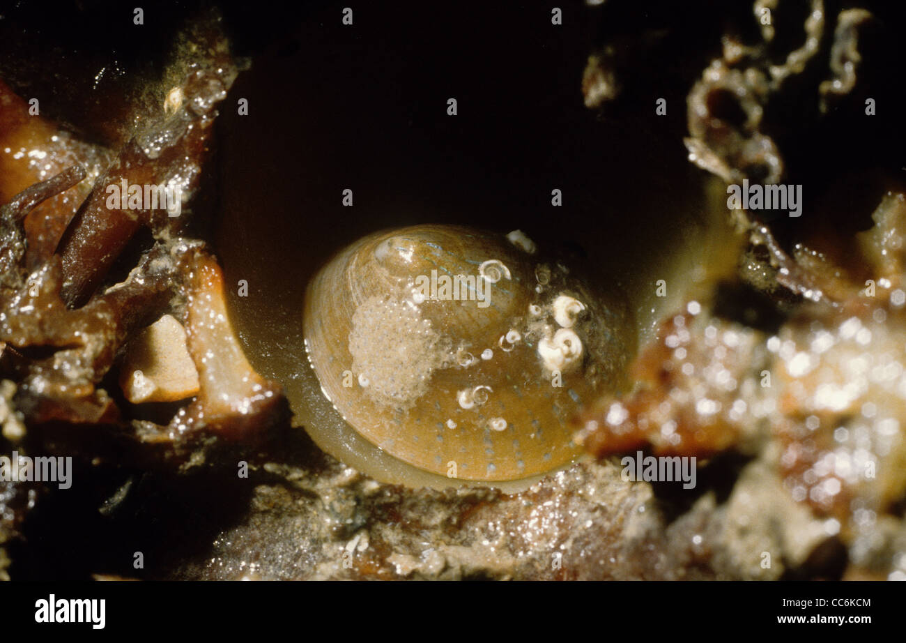 Limpet uk hi-res stock photography and images - Alamy