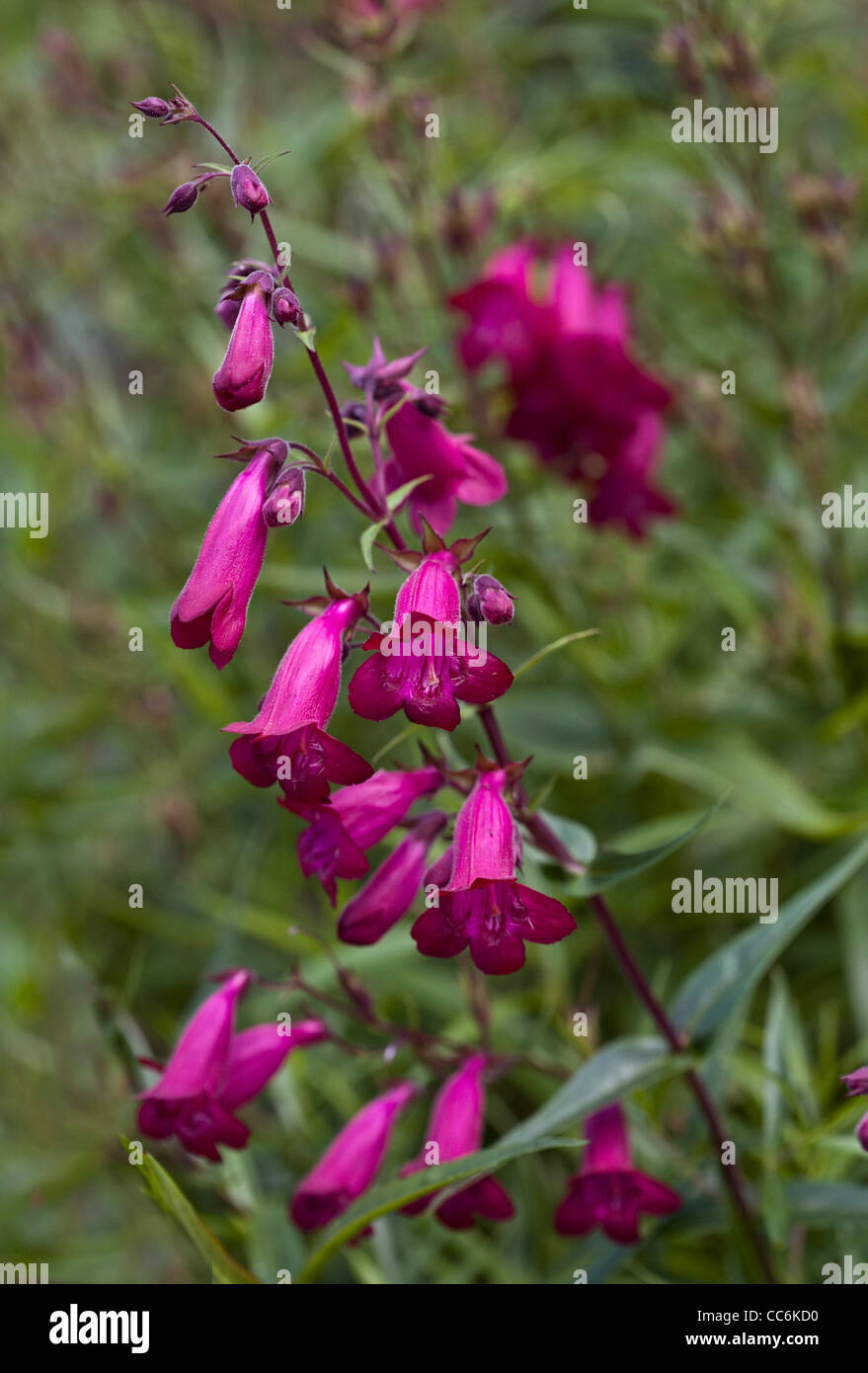 Red raven hi-res stock photography and images - Alamy