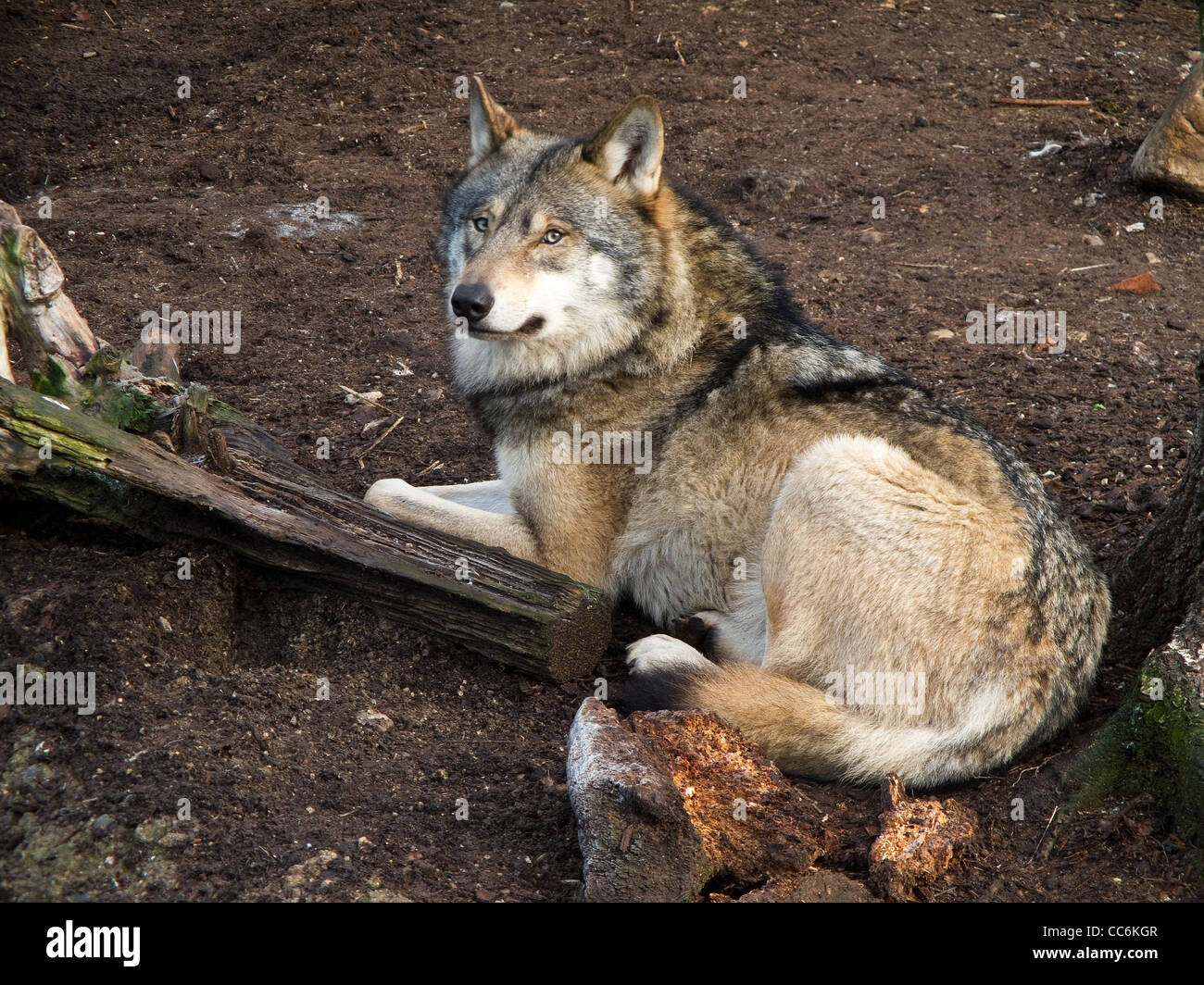 Grey wolf, canis lupus, resting on the ground. captive animal Stock ...