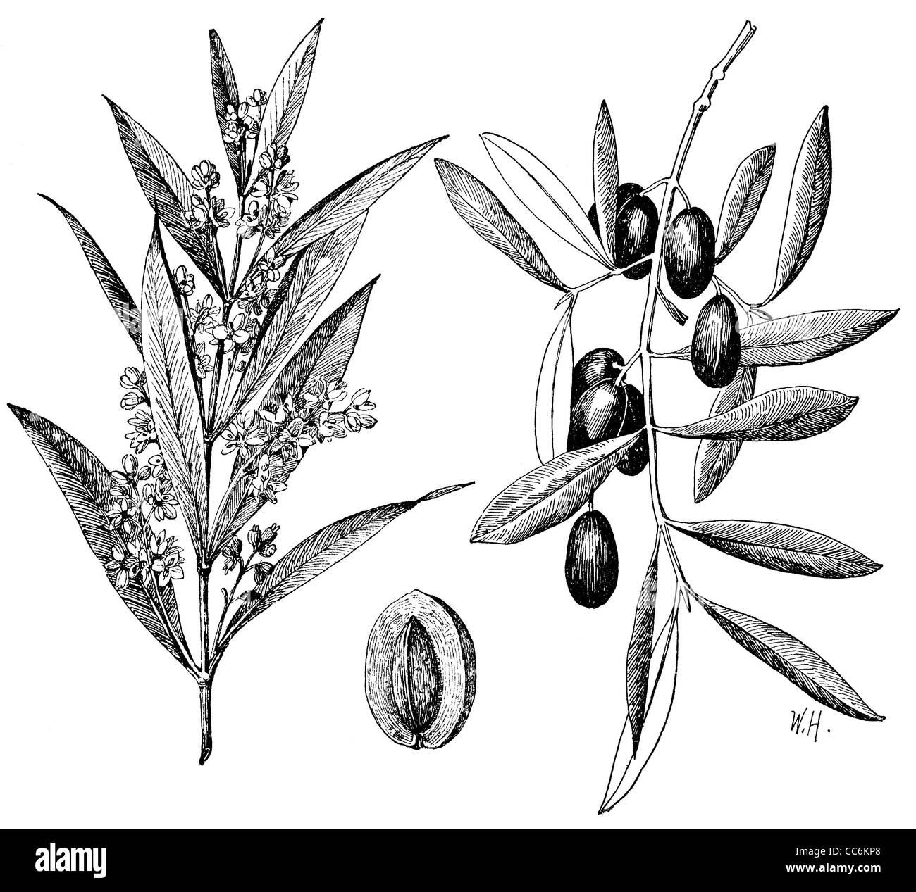 Olive, left: upright flowering branch, center: open fruit, right ...