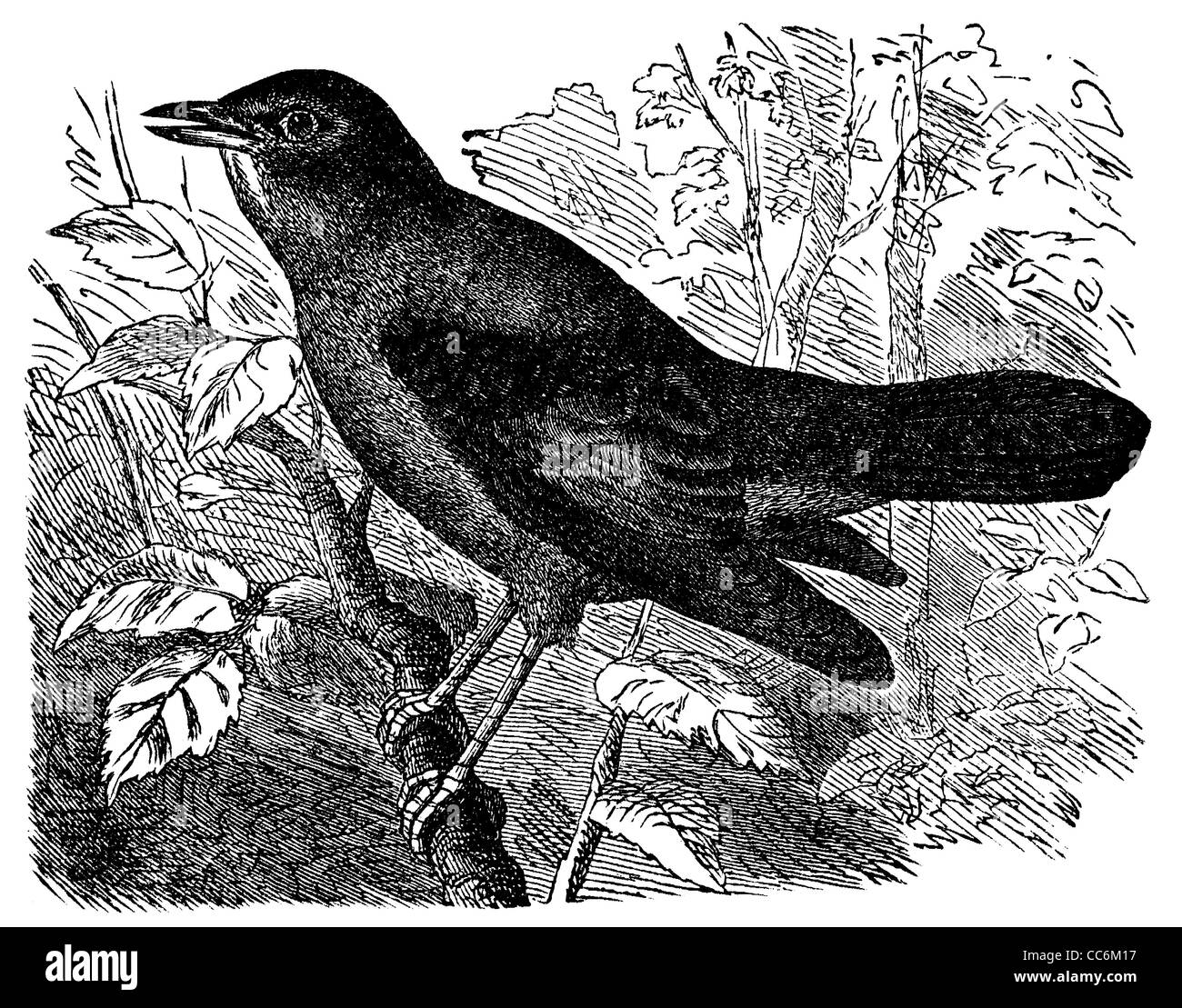 Nightingale bird art hi-res stock photography and images - Alamy