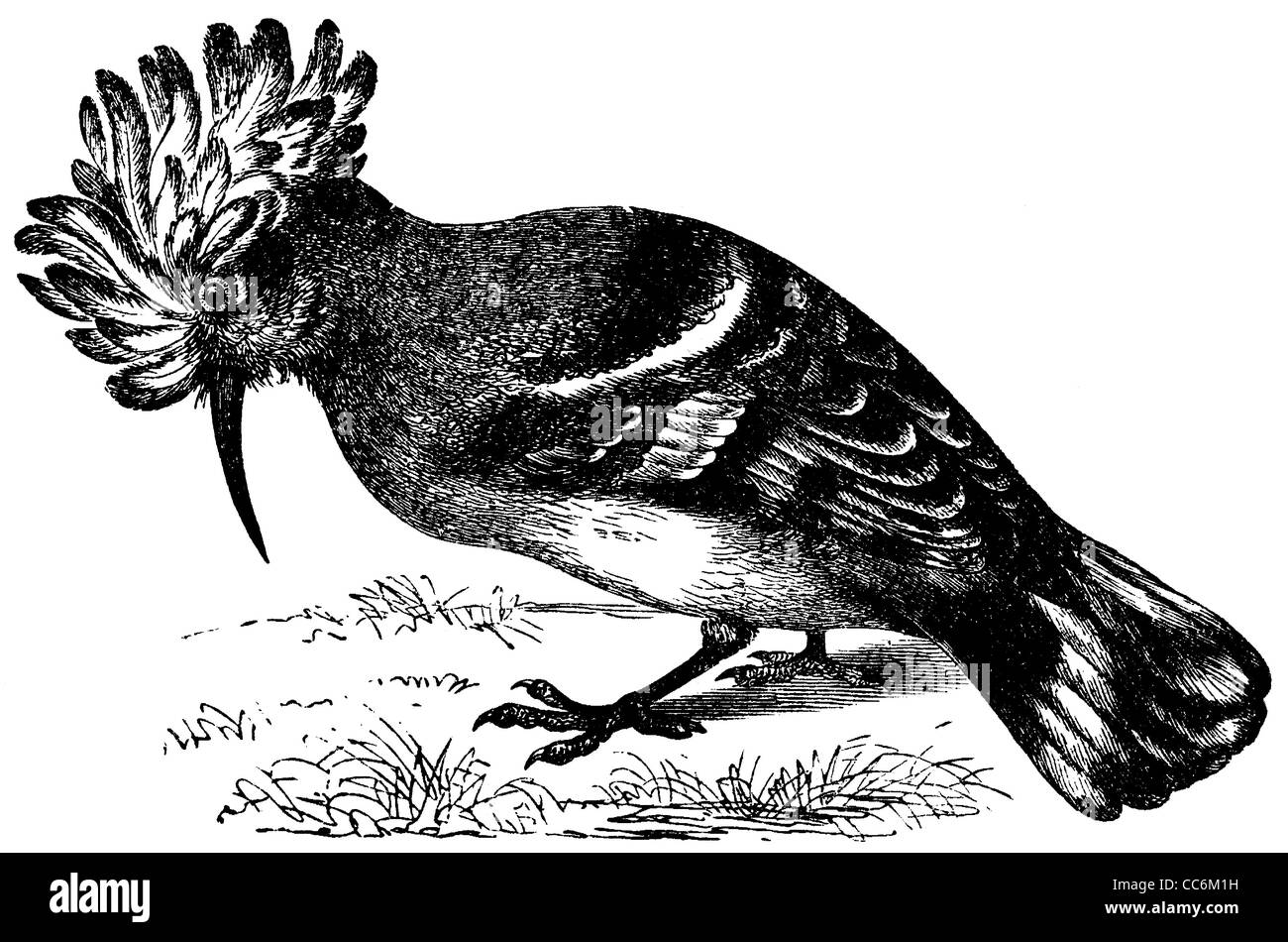 Hoopoe bird art Black and White Stock Photos & Images - Alamy