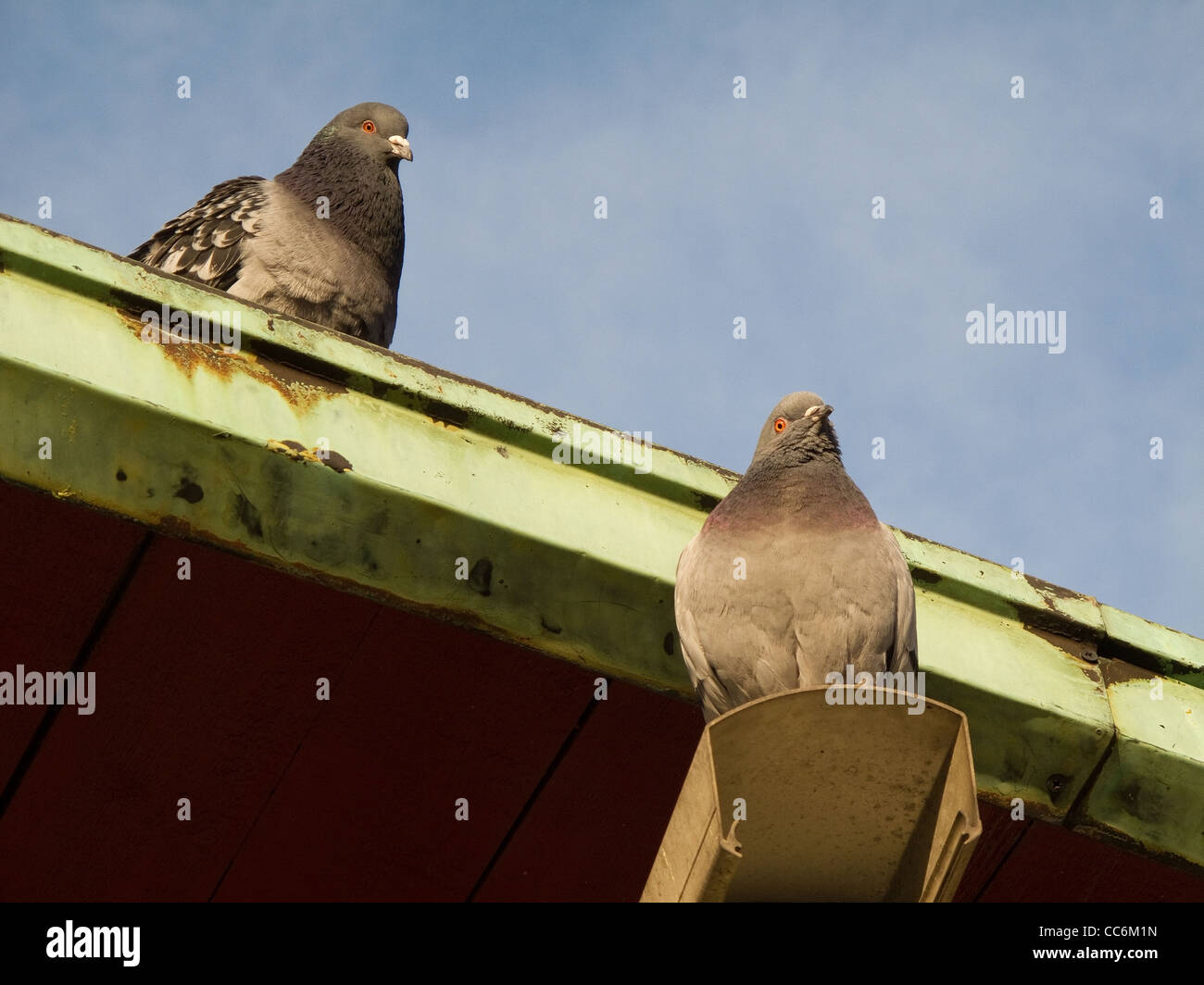 A couple of street pigeons, rock doves, seen from below, Columba livia ...
