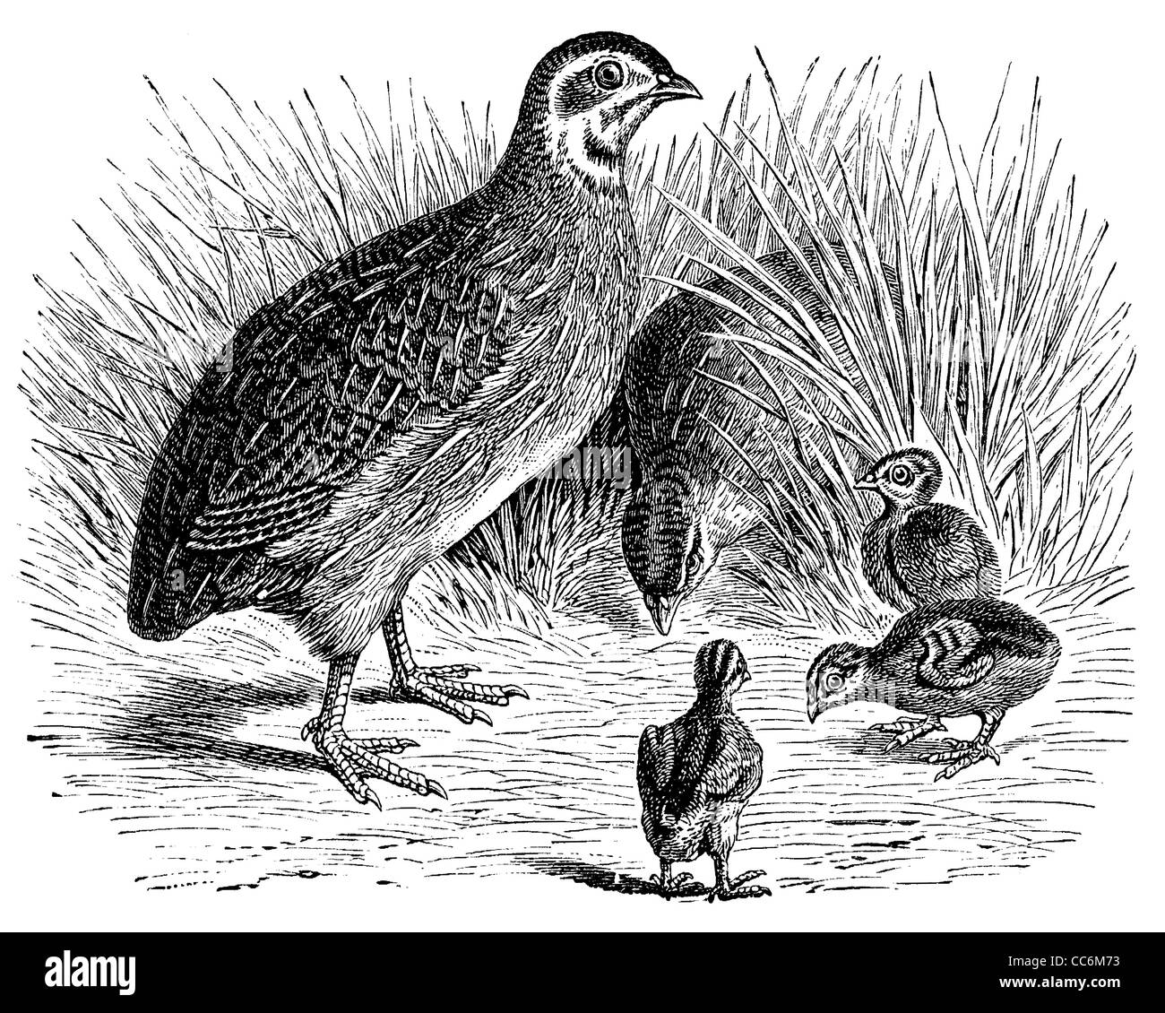 Quail drawing Black and White Stock Photos & Images - Alamy