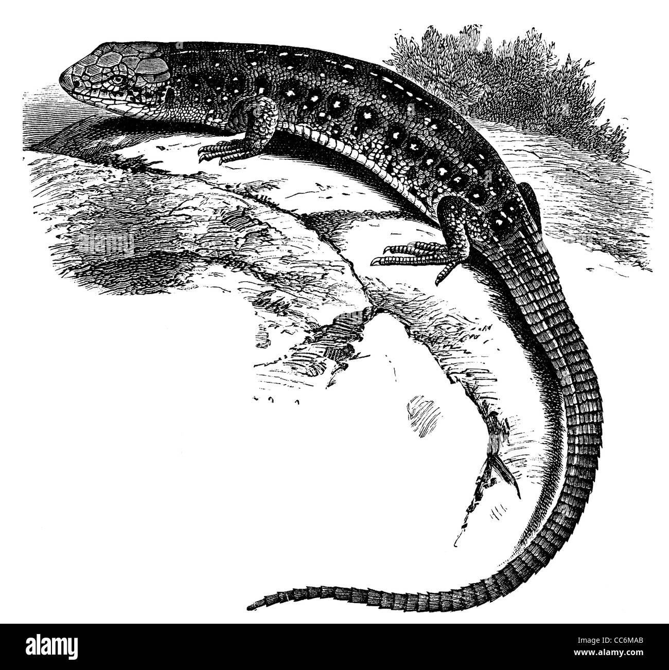 Old reptiles Cut Out Stock Images & Pictures - Alamy
