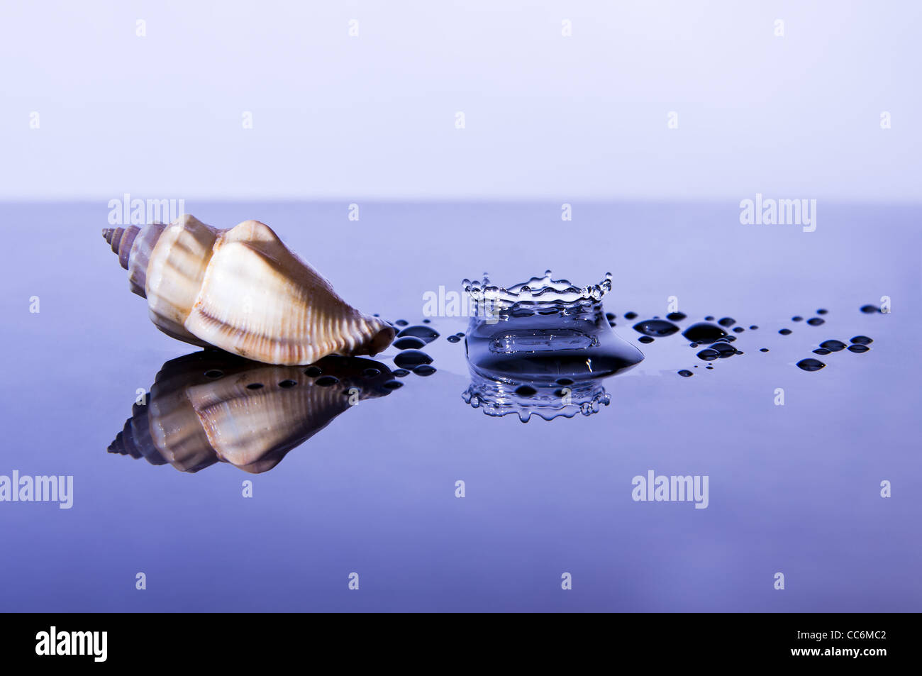 Shiny shell hi-res stock photography and images - Alamy