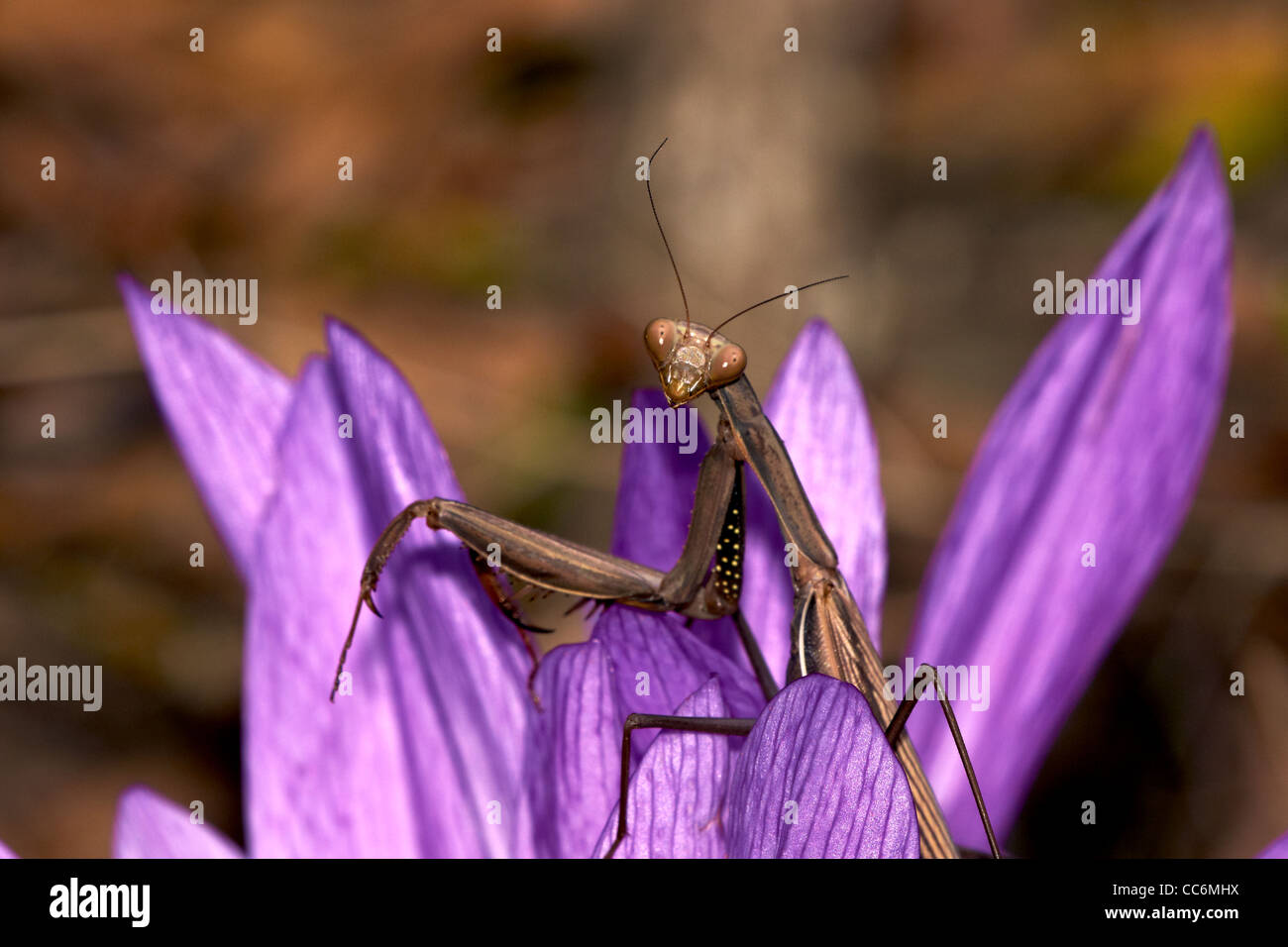 Mantis religiosa flor hi-res stock photography and images - Alamy