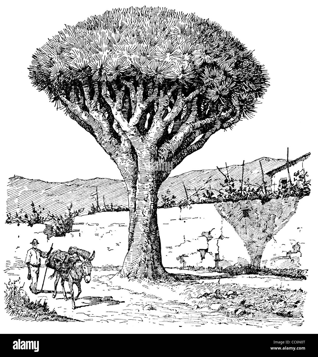 Tree Engraving Stock Photos & Tree Engraving Stock Images - Alamy