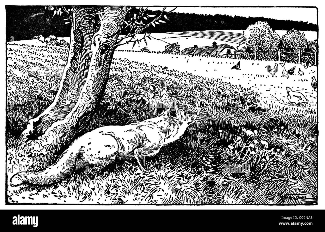 fox stalking chicken Stock Photo - Alamy