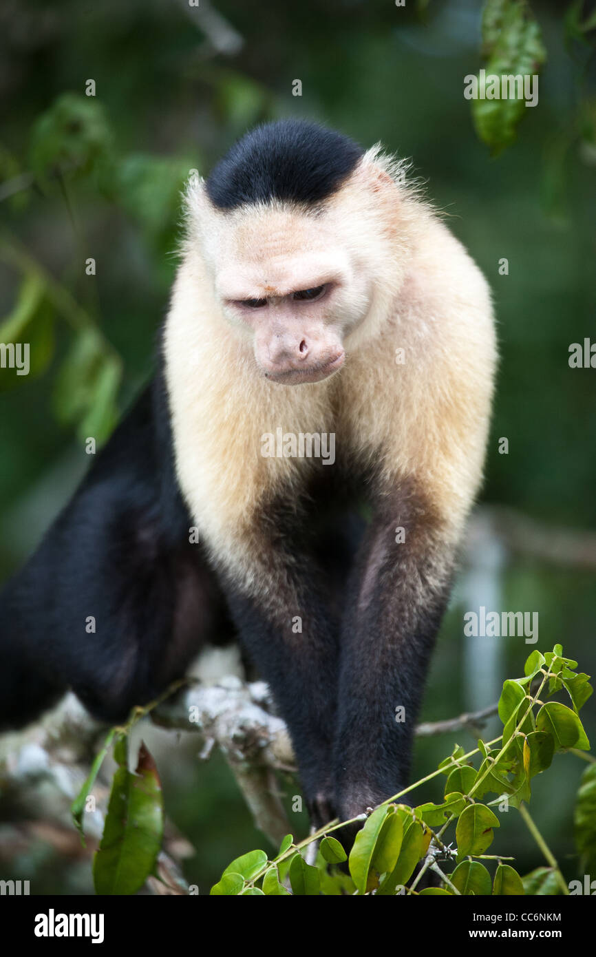 White-throated Capuchin, sci.name; Cebus capucinus, in the forest on a ...