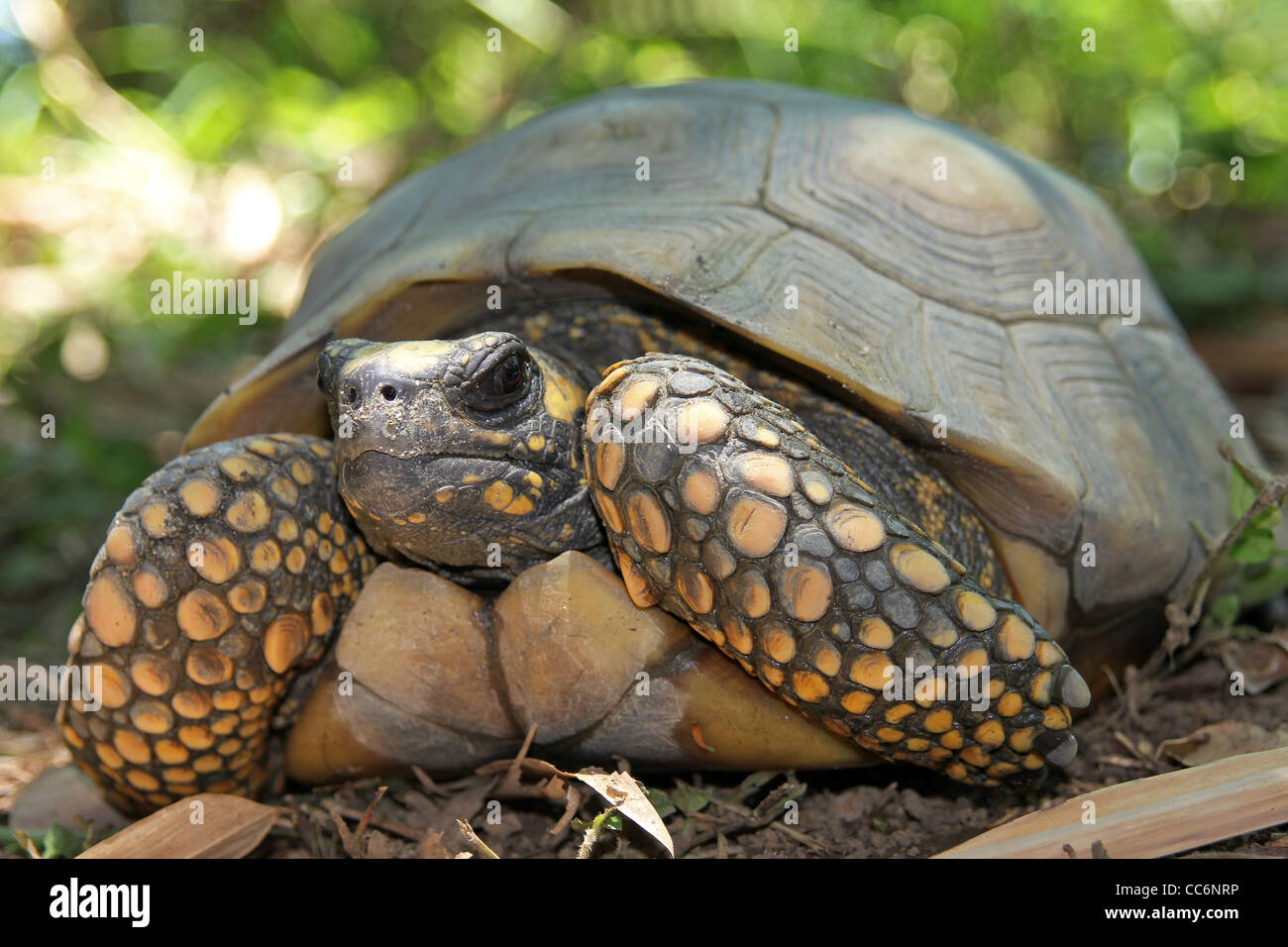 Yellow Footed Amazon Tortoise (Geochelone denticulata) in the WILD in ...