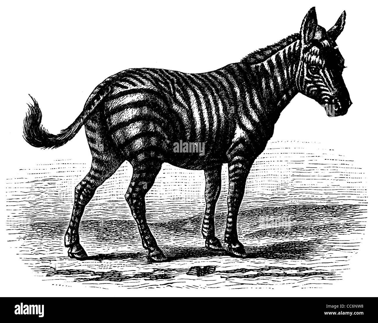 Historische zeichnungen tiere hi-res stock photography and images - Alamy