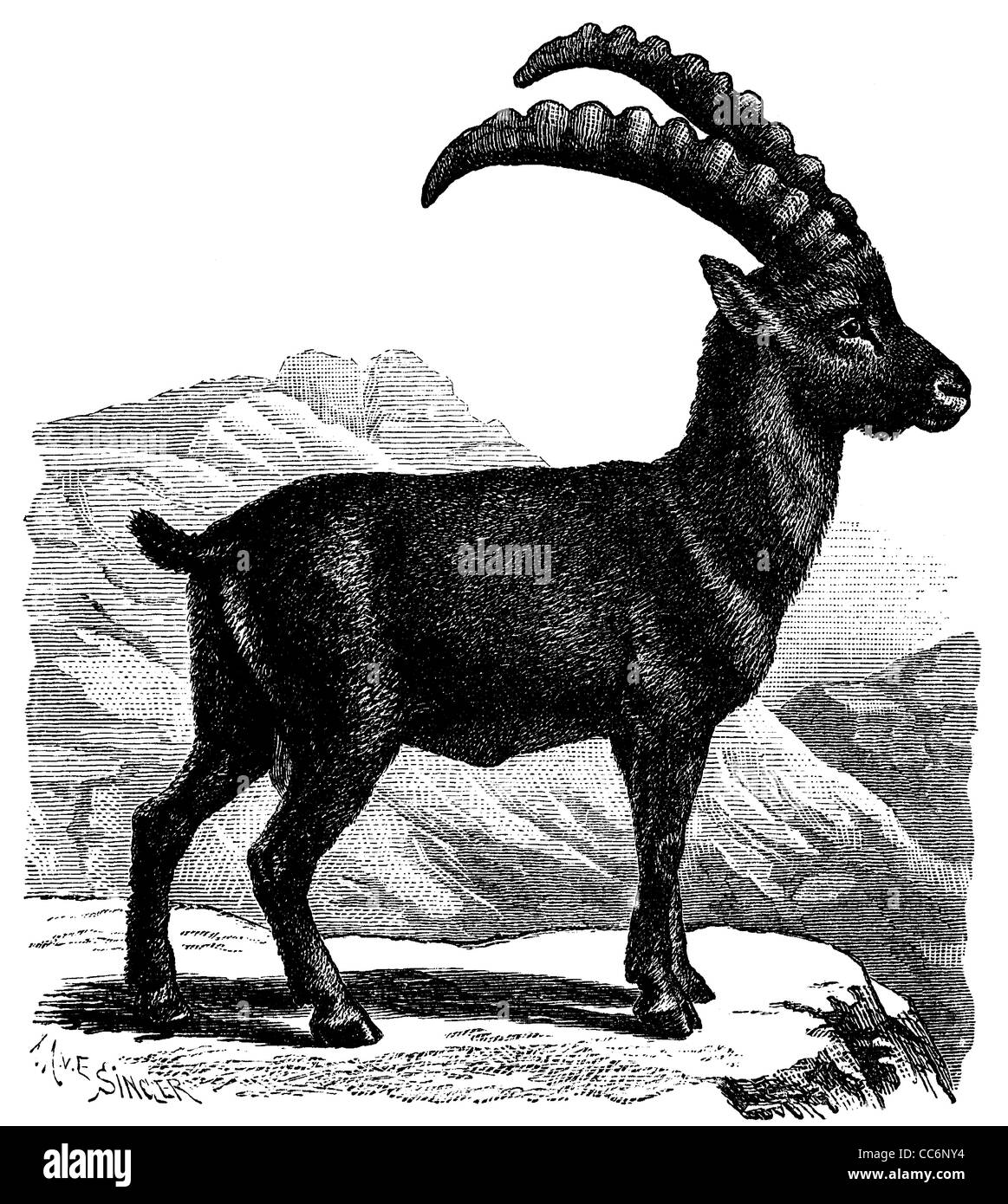Alpine ibex Cut Out Stock Images & Pictures - Alamy