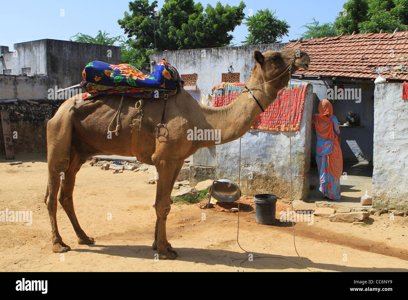Colourful camels hi-res stock photography and images - Alamy