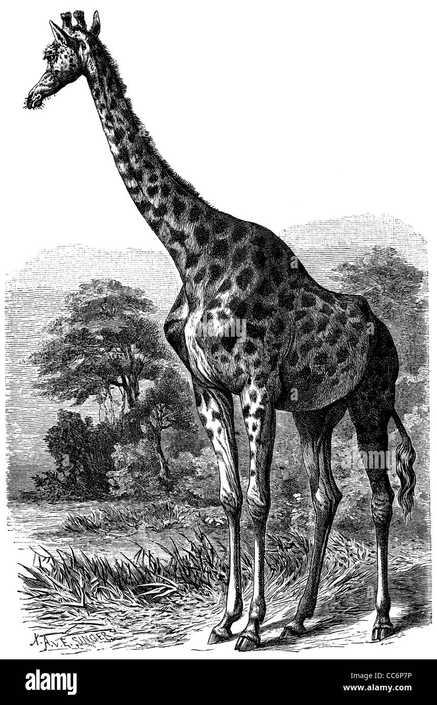 19th century illustration giraffe hi-res stock photography and images ...