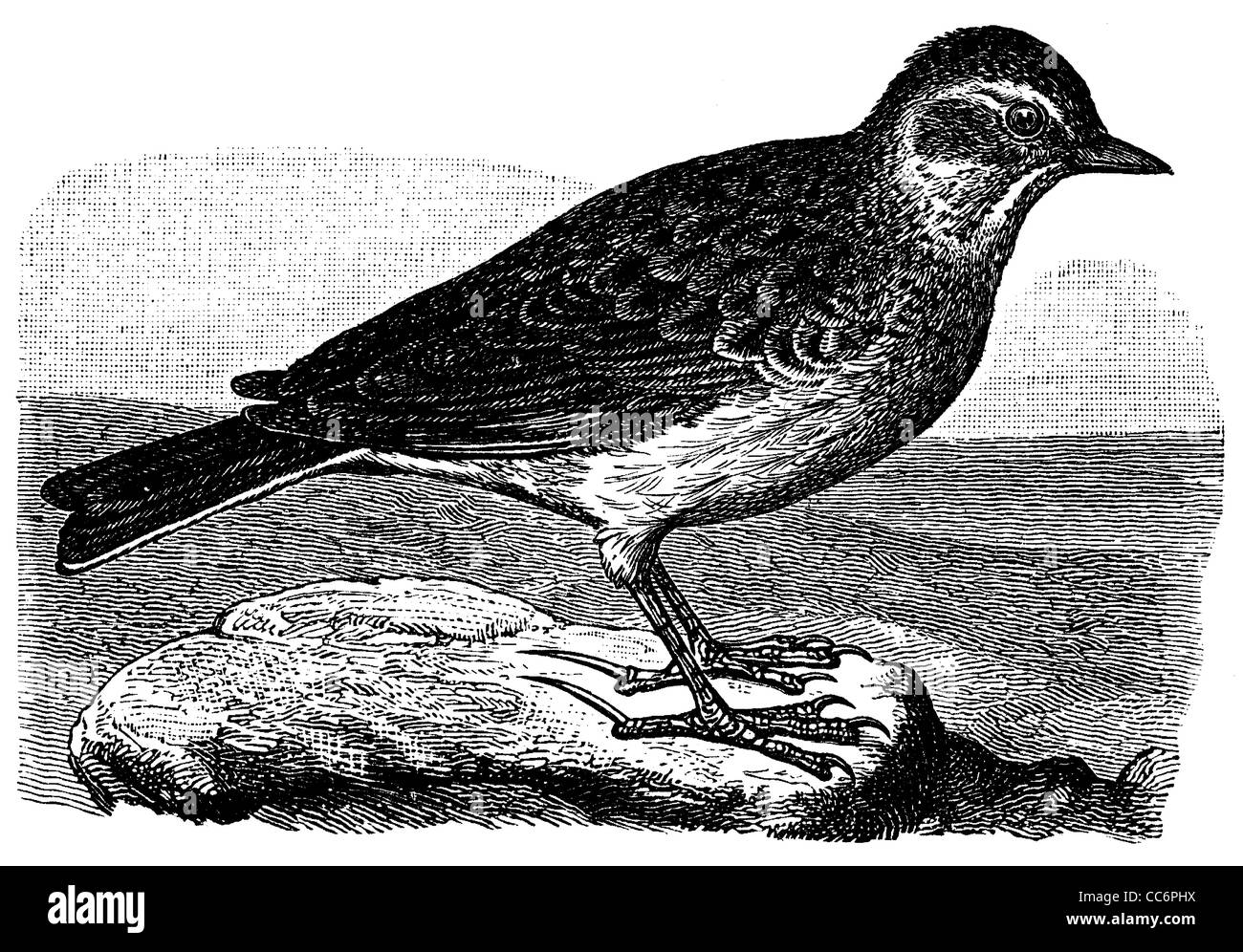 Skylark bird drawing hi-res stock photography and images - Alamy