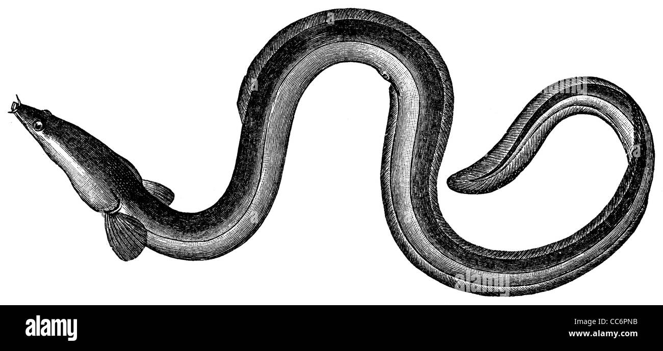 Eel drawing hi-res stock photography and images - Alamy