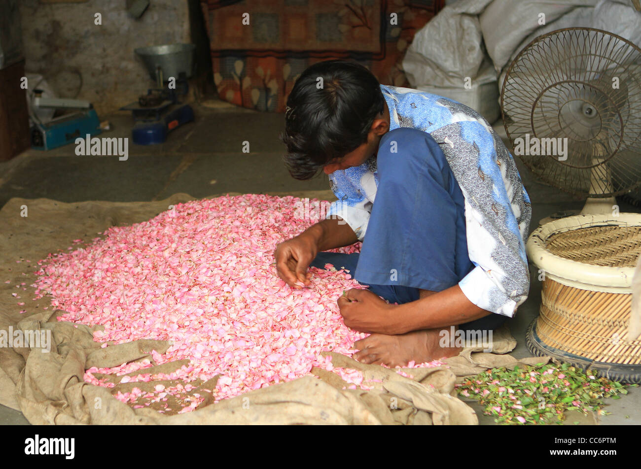 Indian man sorting rose petals. Rajasthan Stock Photo - Alamy
