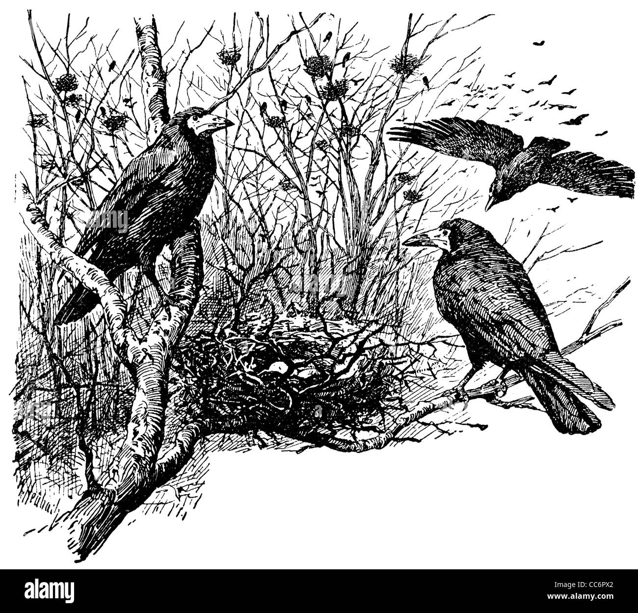 Rooks, rookery, group of rooks Stock Photo - Alamy