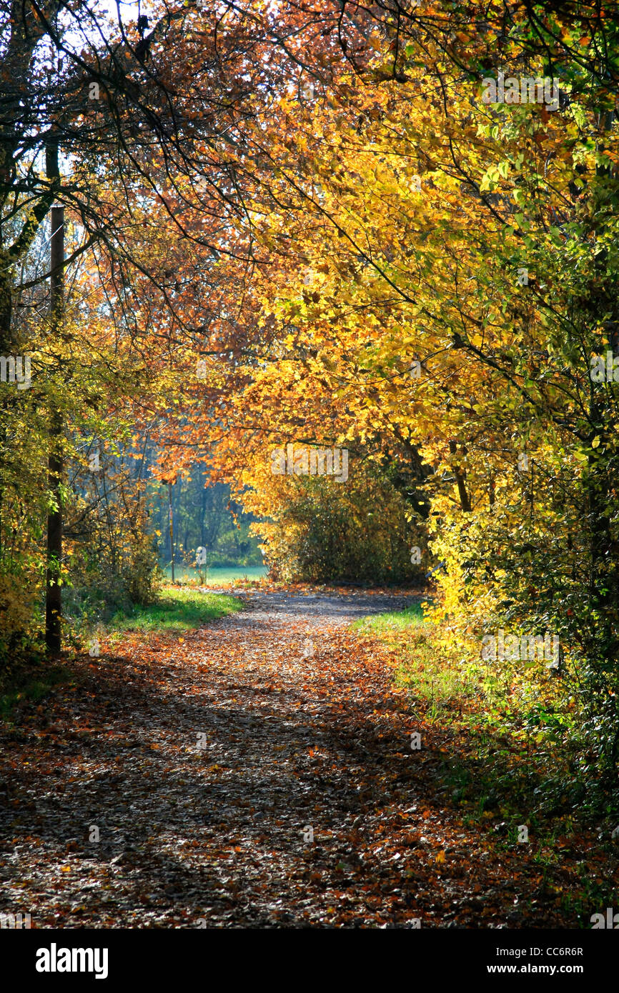 Walking path in the autumn forest with sunshine Stock Photo - Alamy