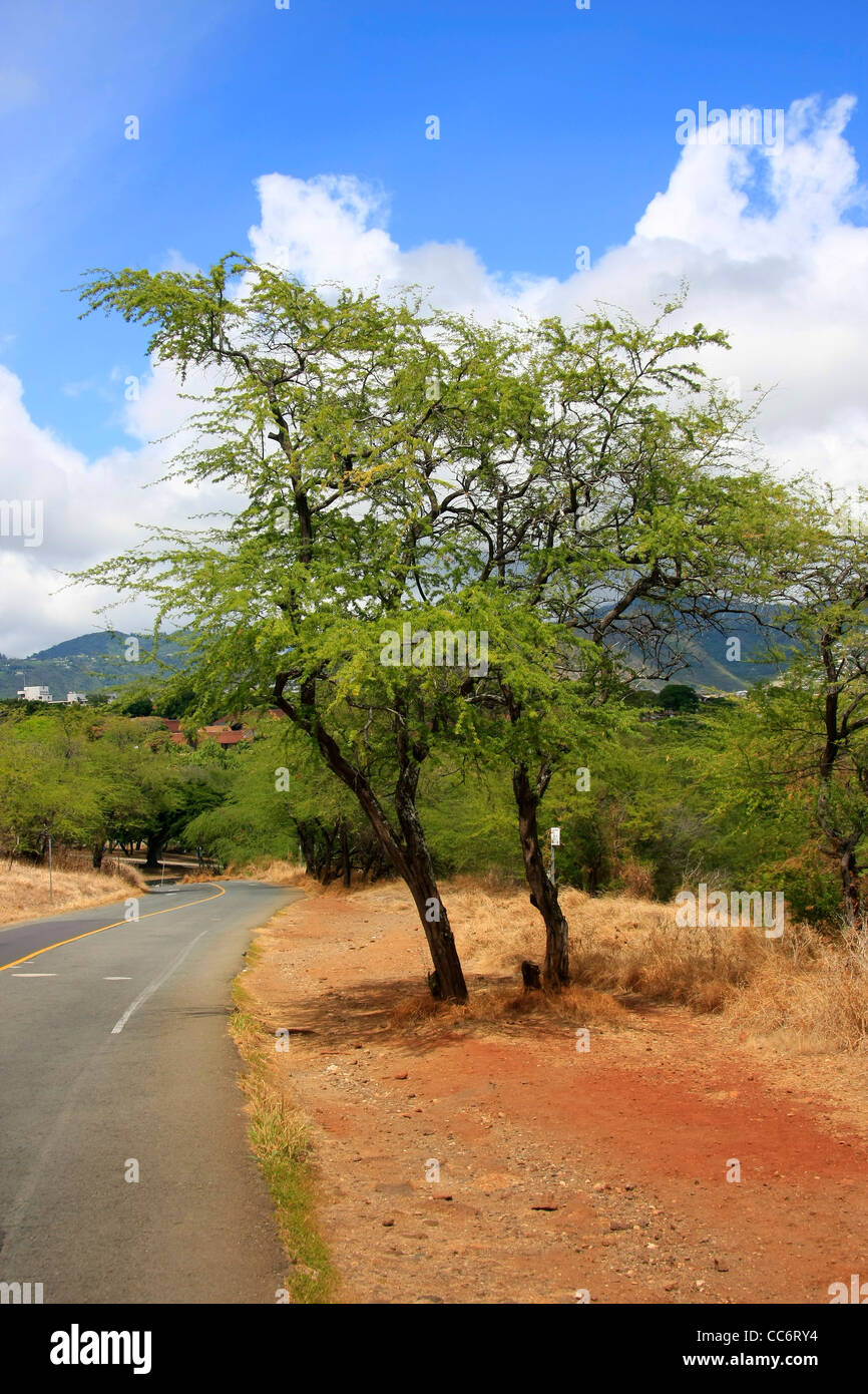A Tree at roadside on dry soil Stock Photo - Alamy